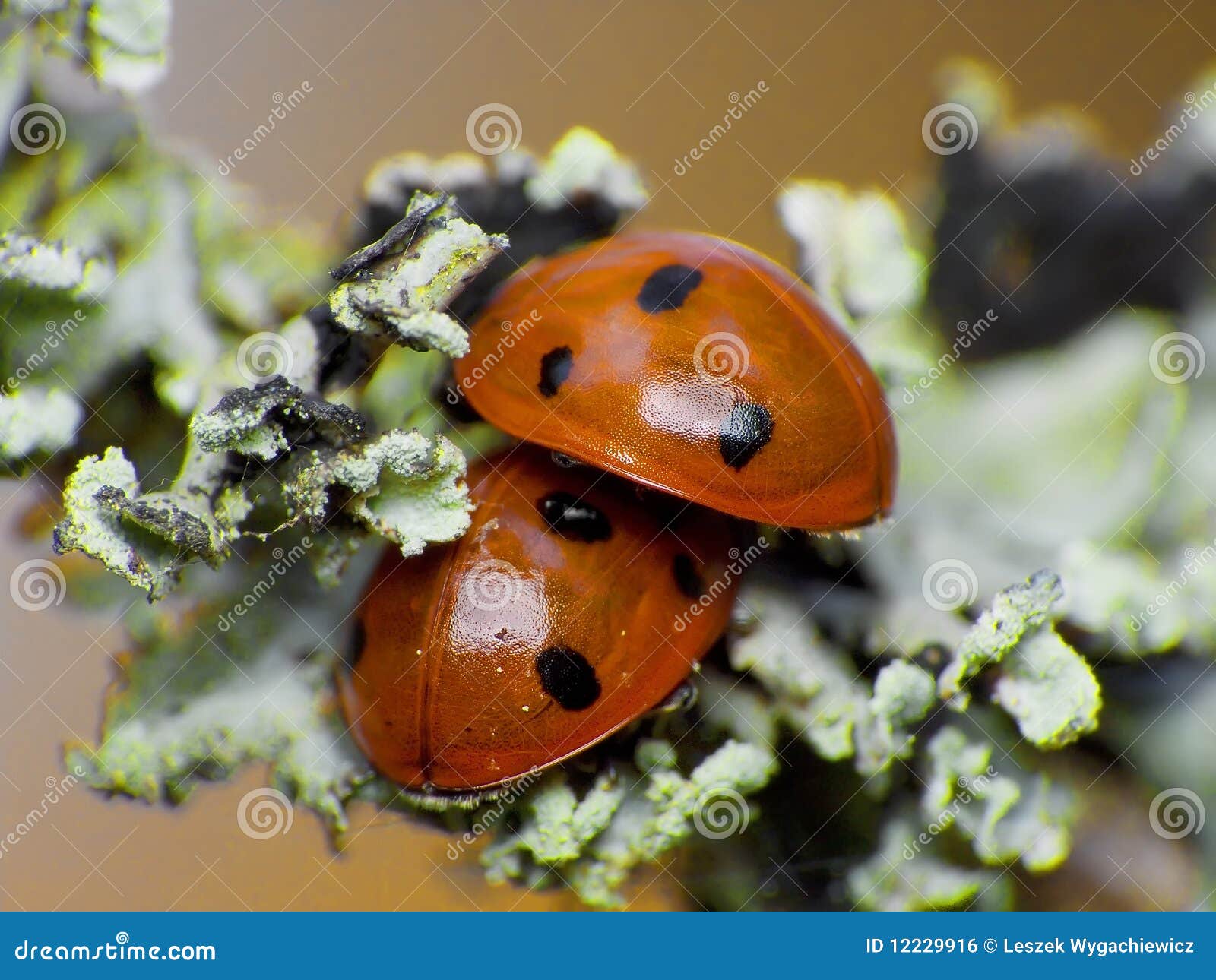 Two ladybug stock photo. Image of wildlife, dots, abdomen - 12229916