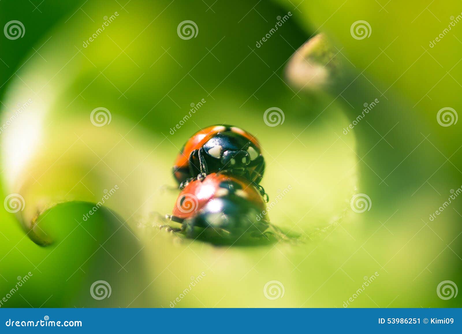 Two ladybug on green leaf stock image. Image of beautiful - 53986251