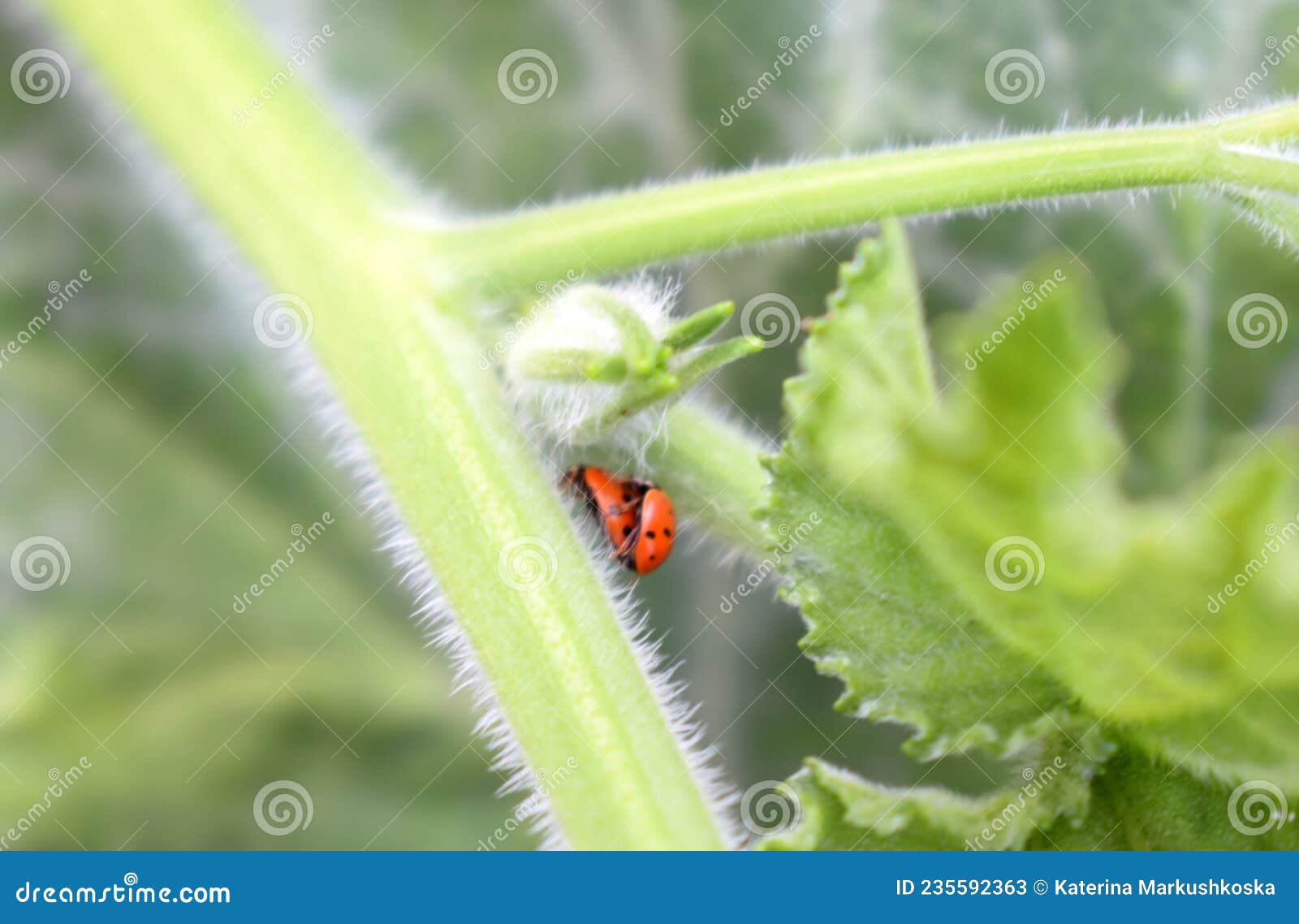 Two ladybug in hug stock image. Image of green, lawn - 235592363