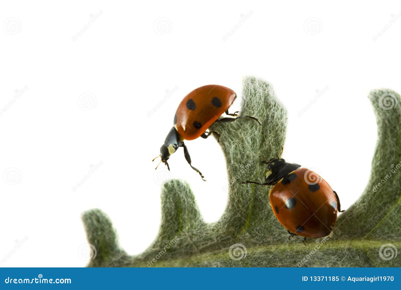 Two ladybugs stock image. Image of black, point, dark - 13371185