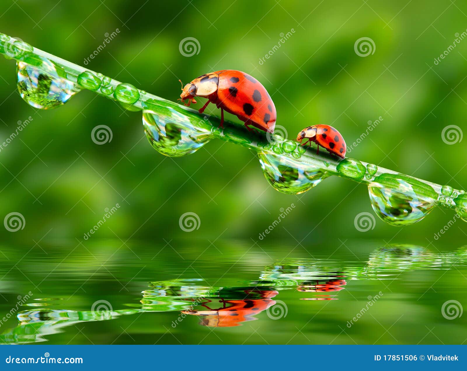 Two ladybugs. stock photo. Image of little, leaf, insect - 17851506