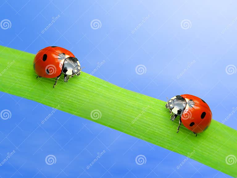 Two ladybugs stock image. Image of ladyfy, close, animal - 2313887