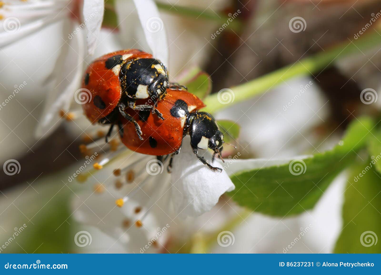 Two Ladybugs on a Blossoming Spring Branch Stock Image - Image of ...