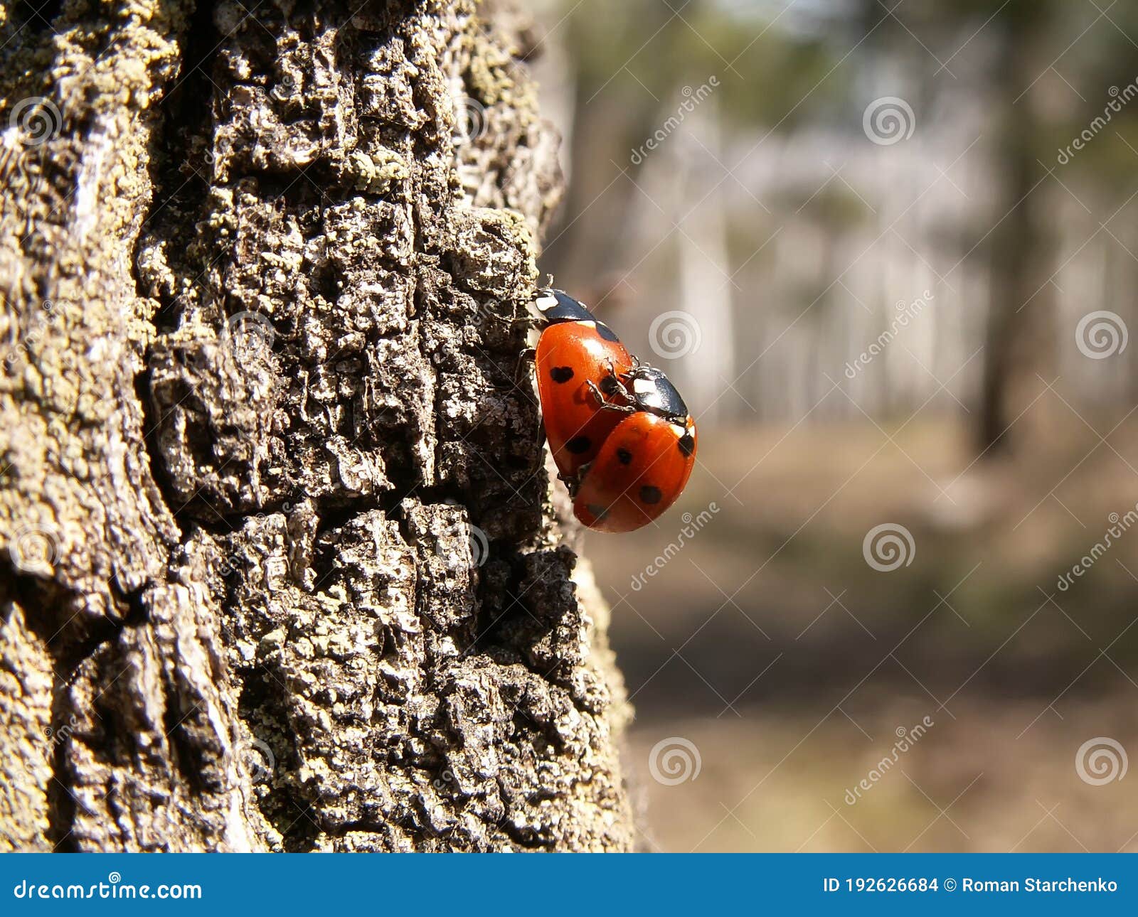 Two Ladybugs Breed Multiply on a Tree Bark. Two Red Bugs Stock Photo ...