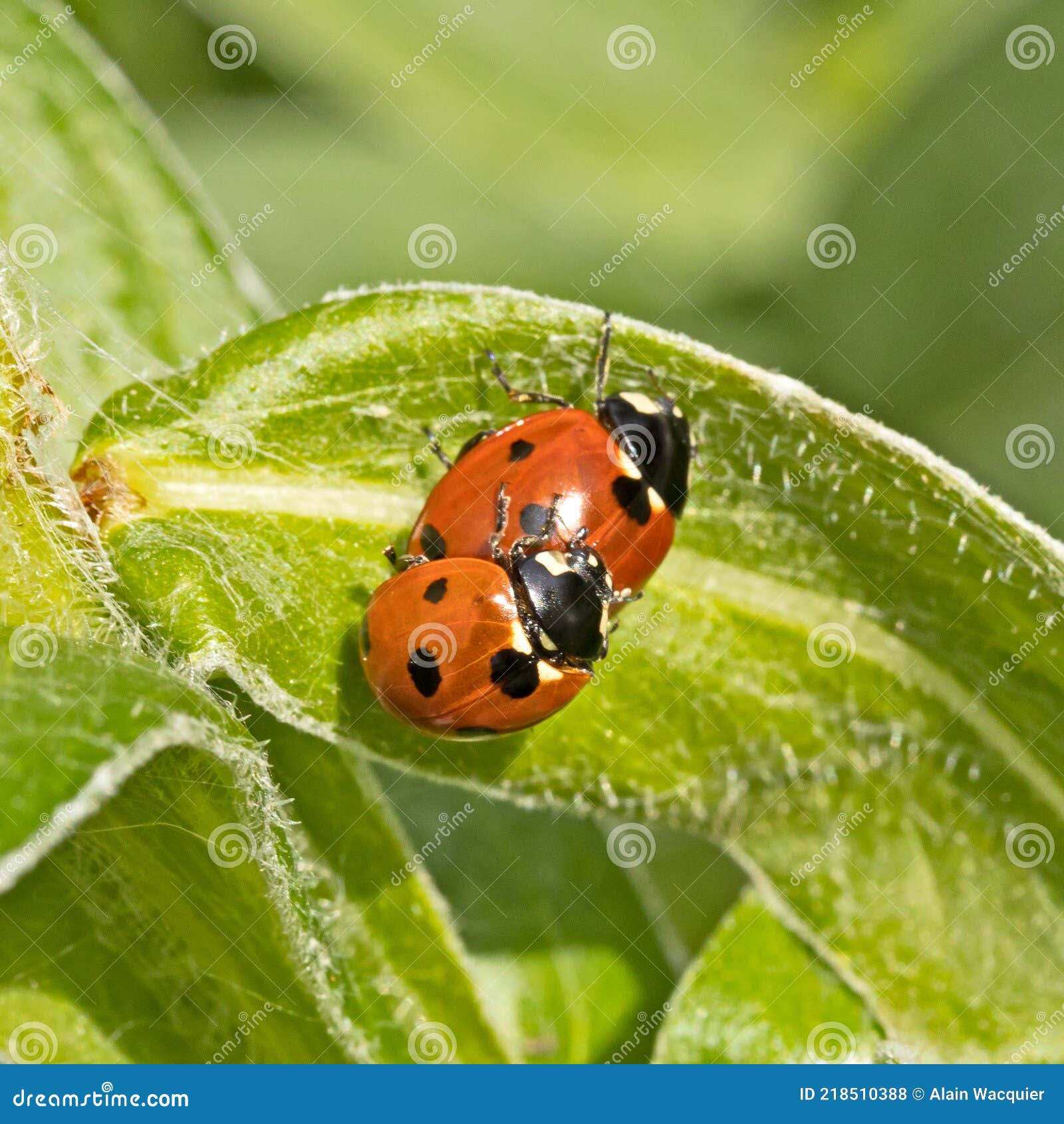 Ladybugs Breeding on a Leaf Stock Photo - Image of breeding, couple ...