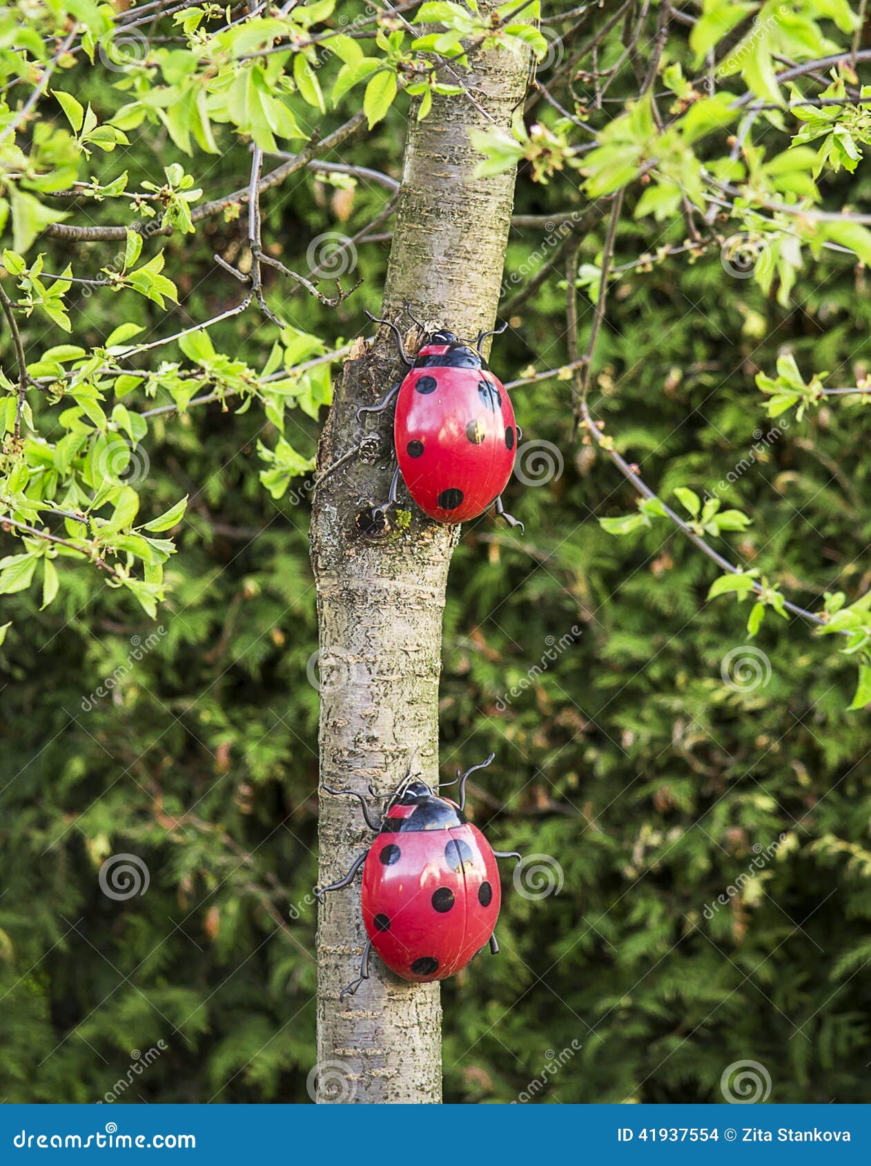 Two ladybugs stock photo. Image of tree, ladybug, pretty - 41937554