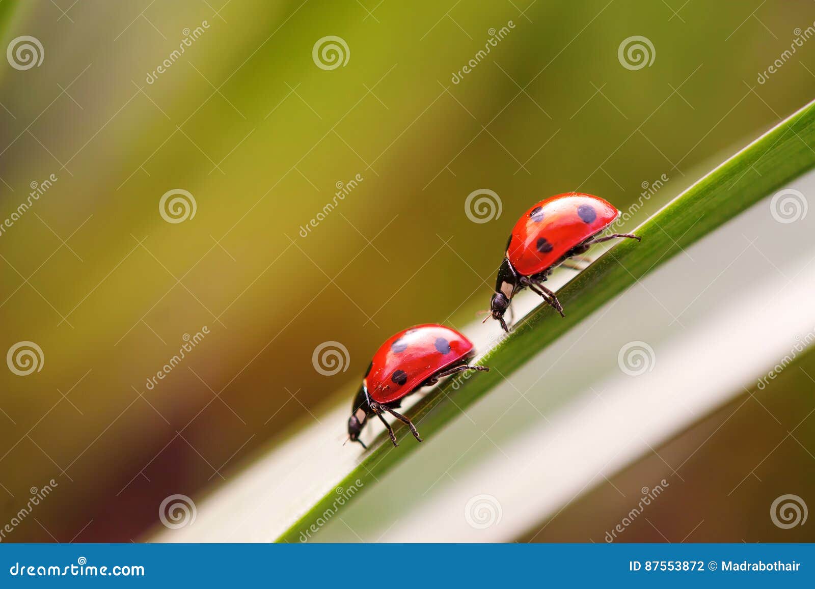 Two Ladybugs on a Grass Stalk Stock Photo - Image of grass, couple ...
