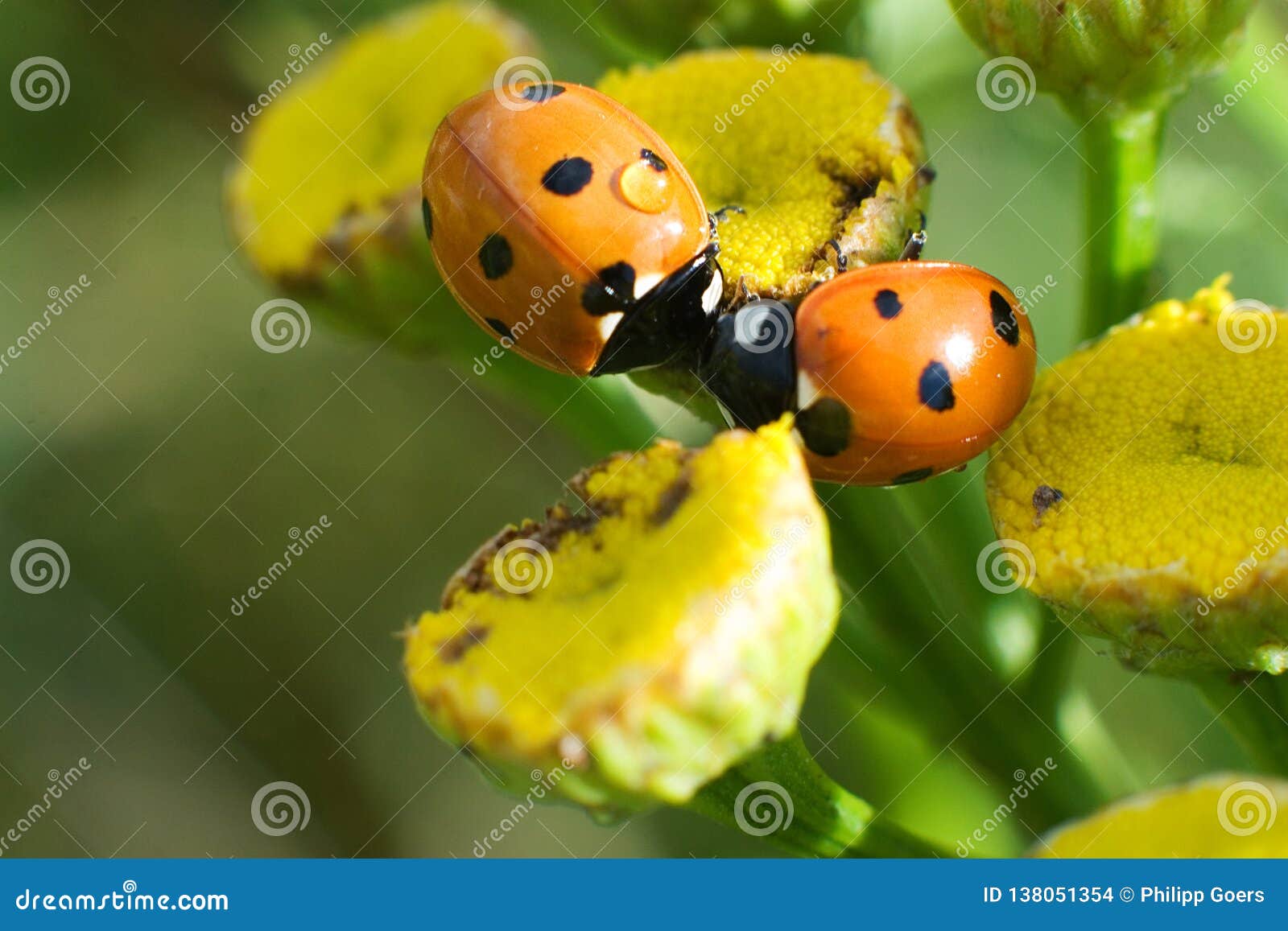 Two Ladybugs Kisses Each Other Stock Photo - Image of insect, nature ...