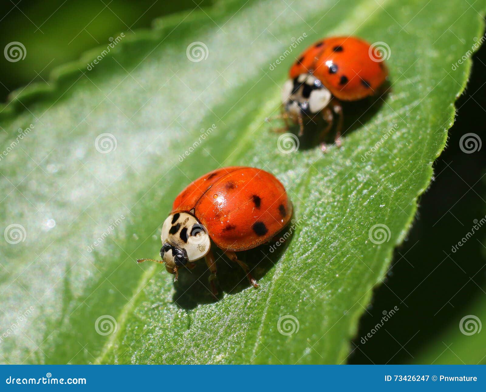 Two Ladybugs on a Leaf stock image. Image of green, ladybugs - 73426247