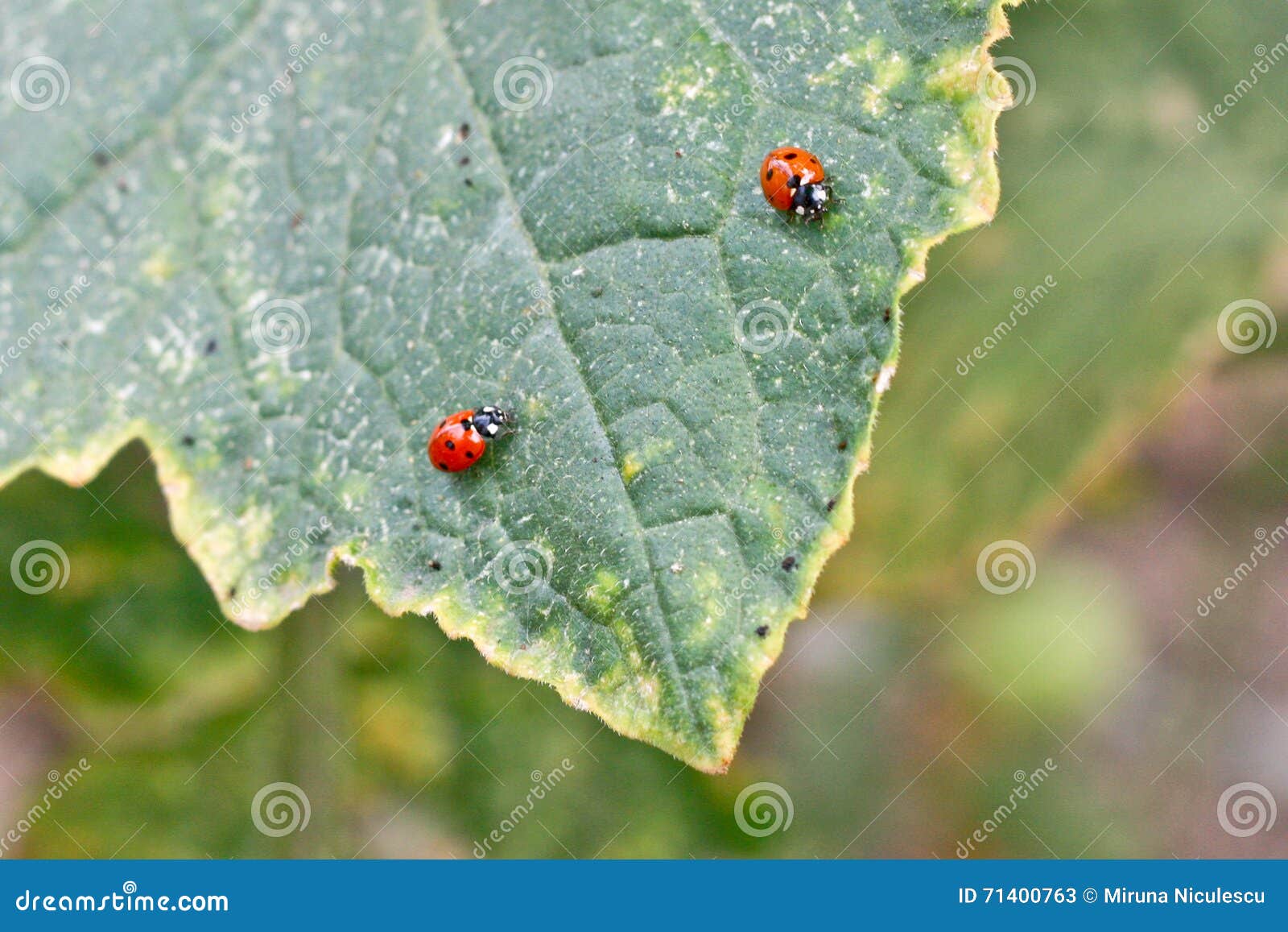 Two ladybugs on a leaf stock image. Image of closeup - 71400763