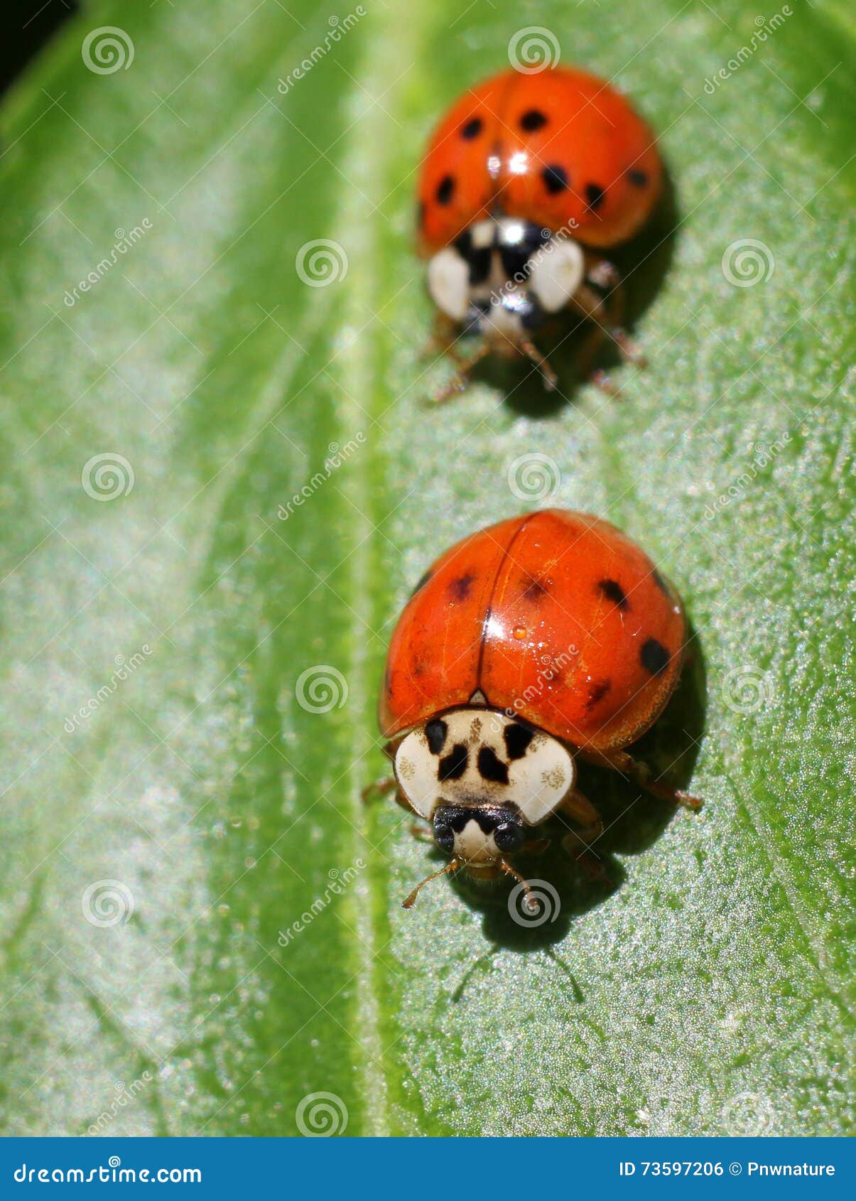 Two Ladybugs stock photo. Image of outdoors, insect, wildlife - 73597206