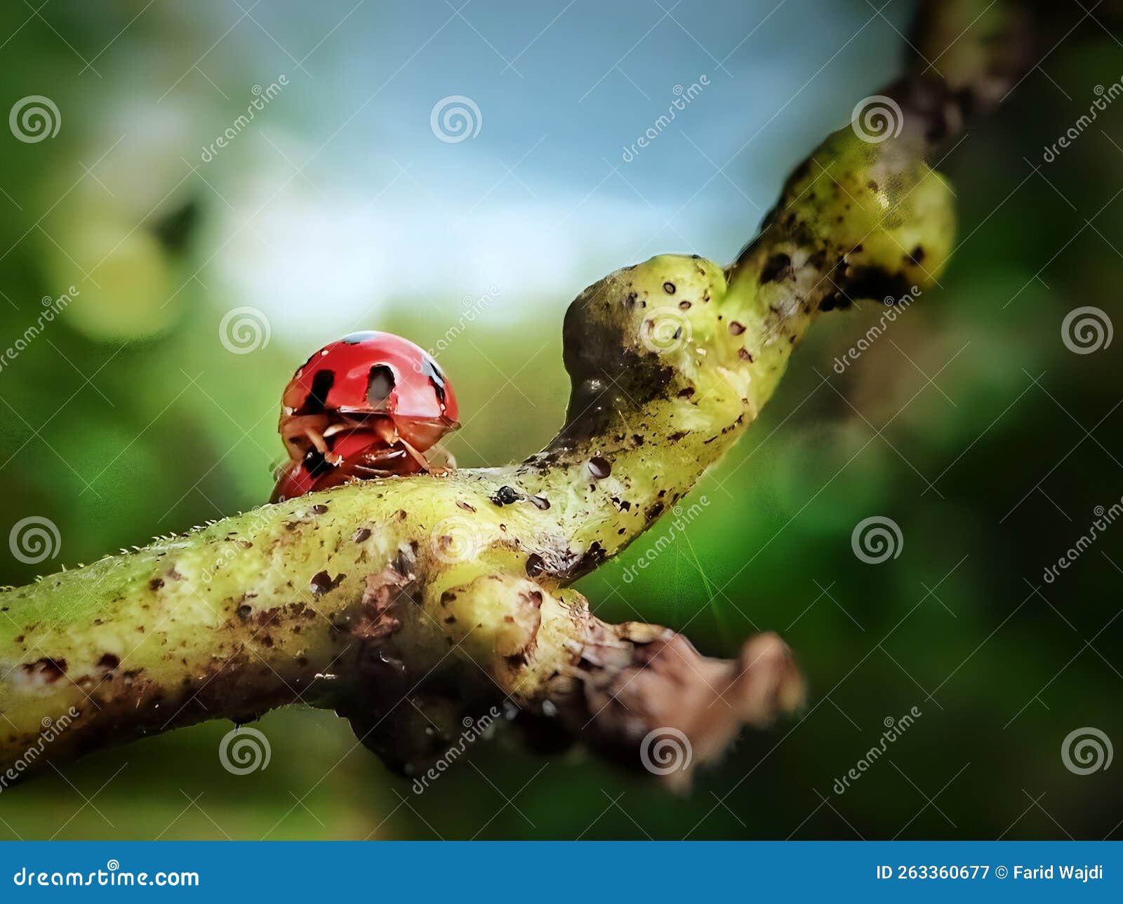Two Ladybugs Making Love on Branch Stock Image - Image of insect ...