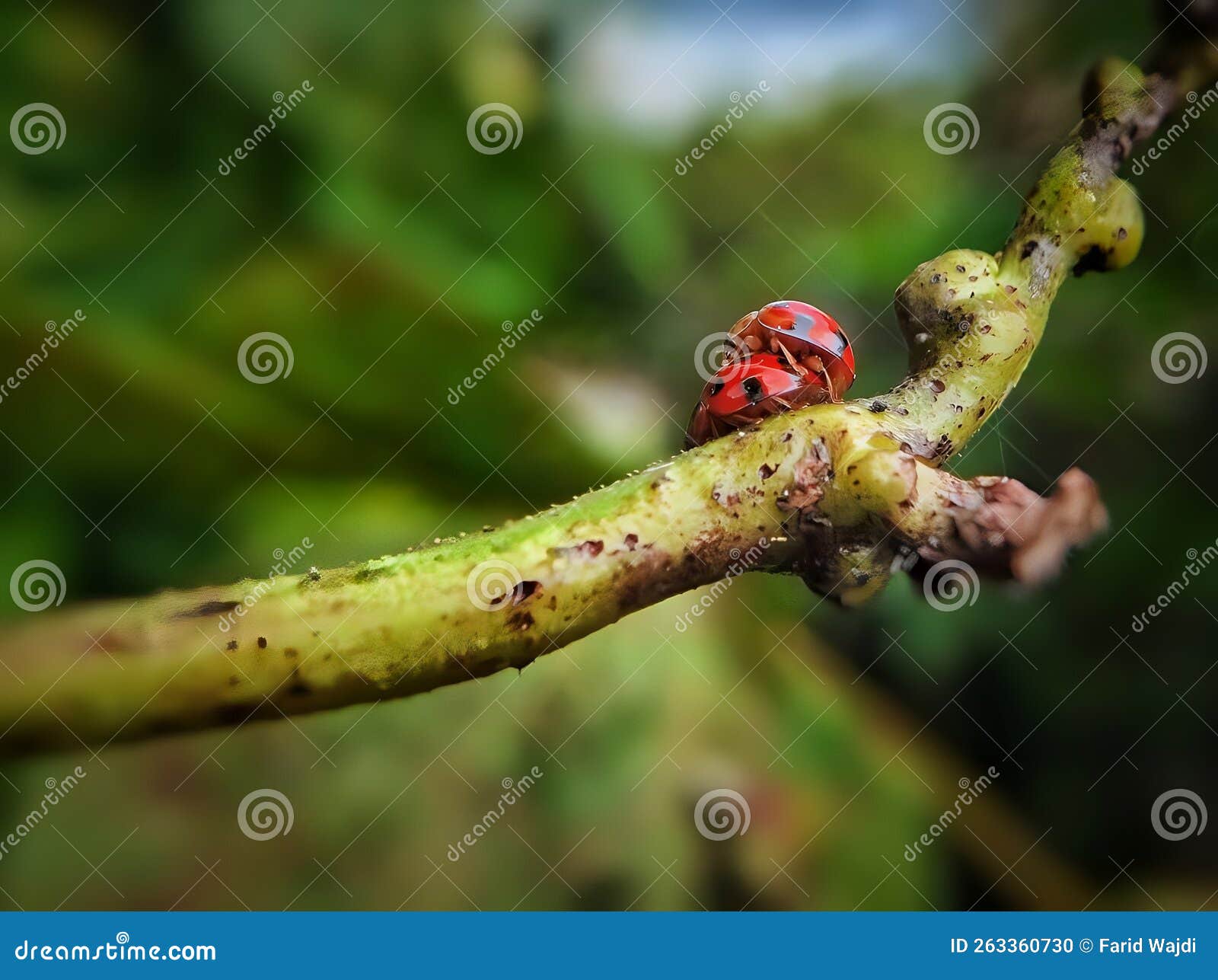 Two Ladybugs Making Love on Branch Stock Photo - Image of invertebrate ...