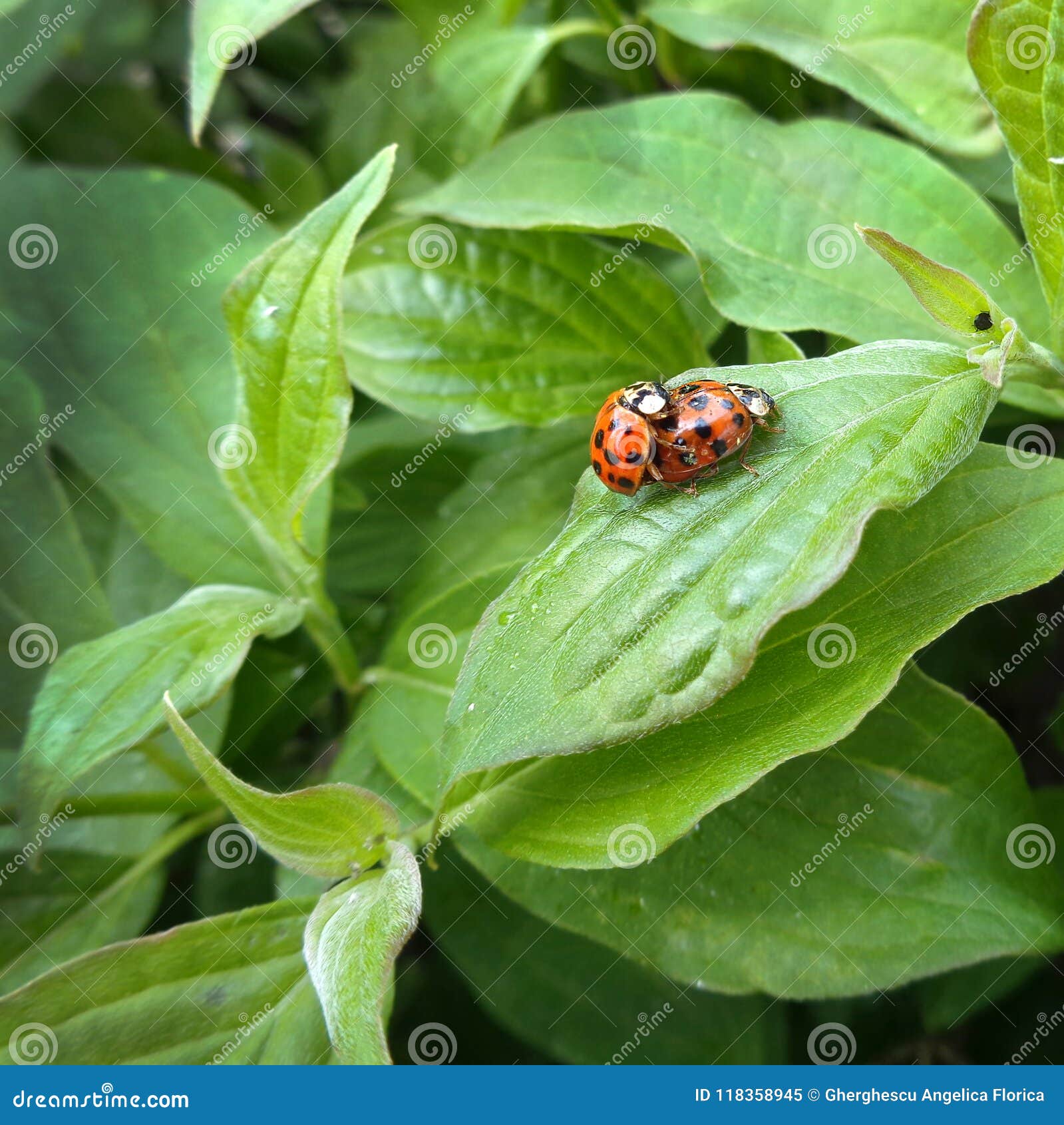 Ladybugs Couple on Green Leaf Background Stock Image - Image of color ...