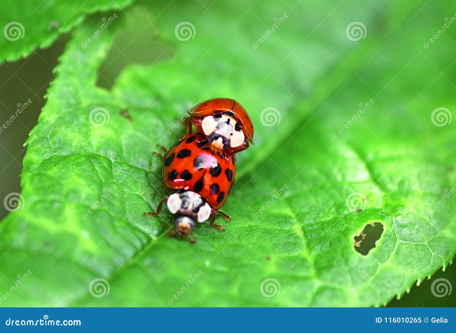 Two Ladybugs are Mating on Green Leaf Stock Image - Image of garden ...