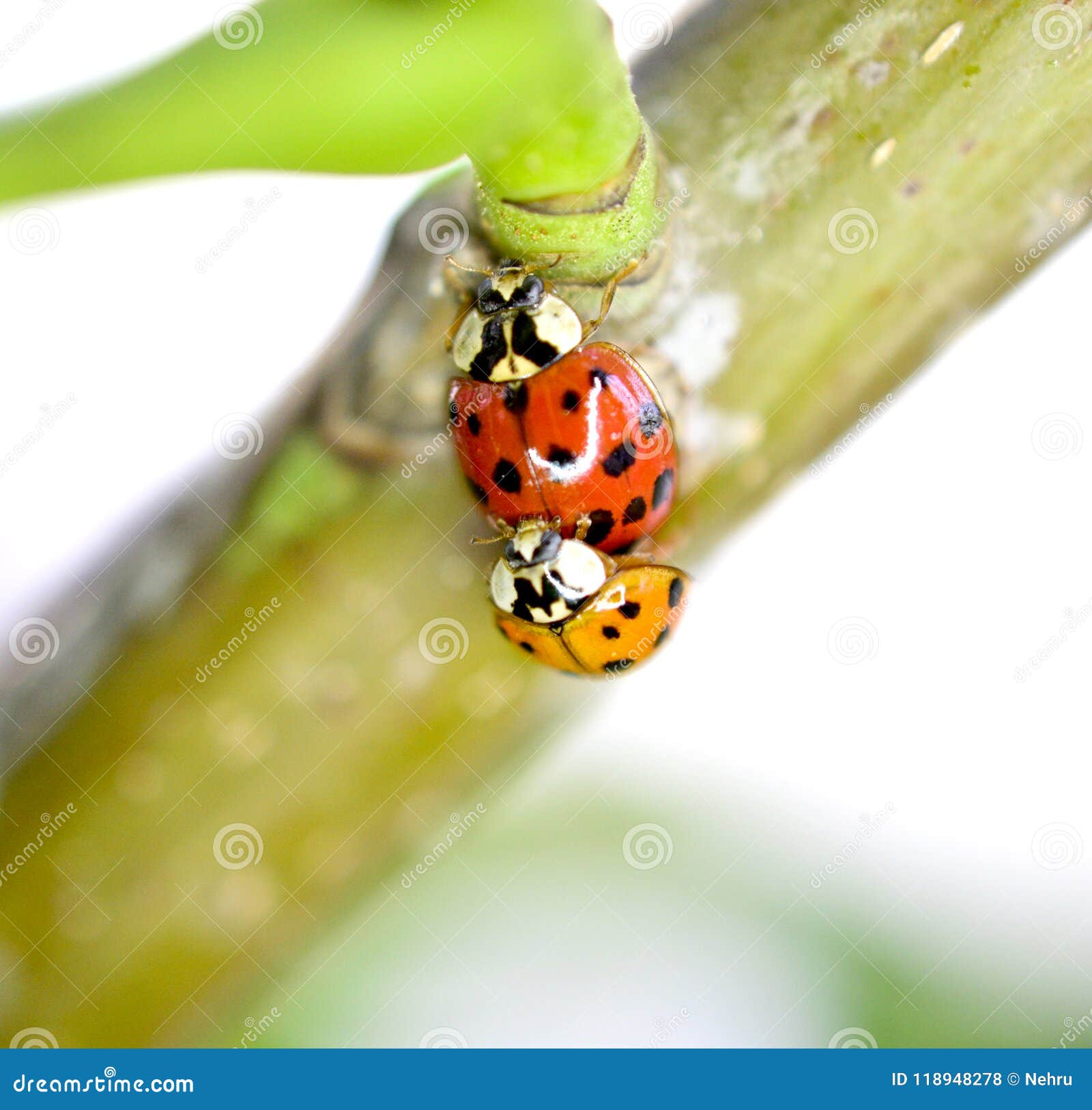 Two Ladybugs Mating on a Walnut Twig Stock Photo - Image of lovely ...