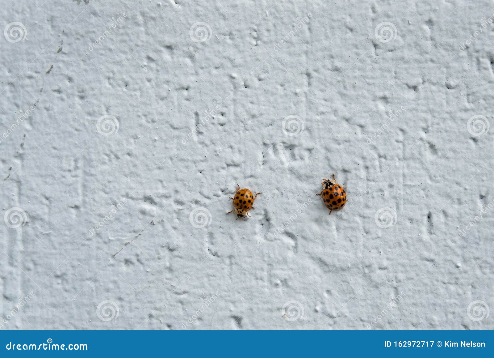 Two Ladybugs on a Painted Brick Wall Stock Image - Image of walln ...