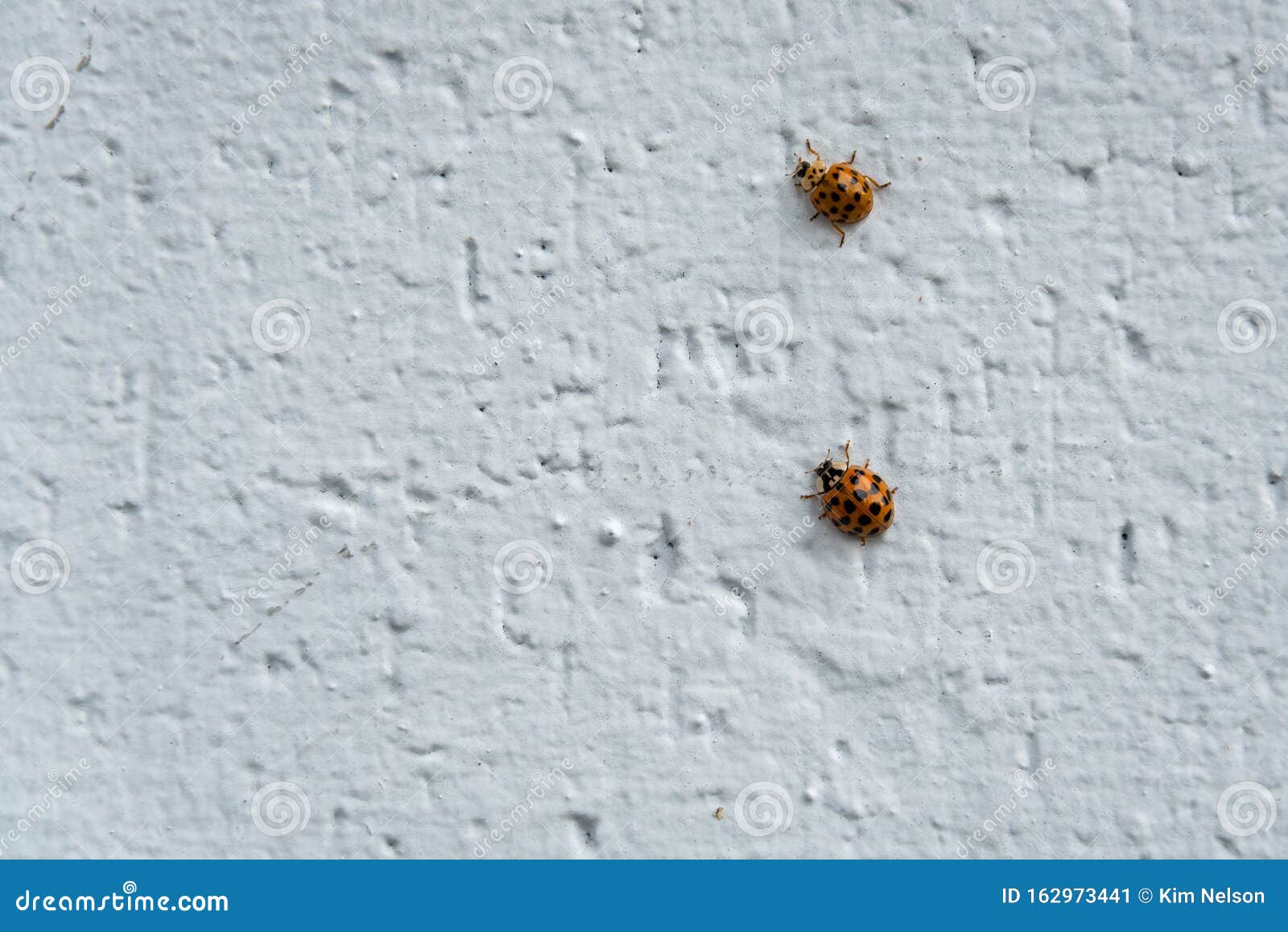 Two Ladybugs on a Painted Brick Wall Stock Image - Image of spots, fall ...