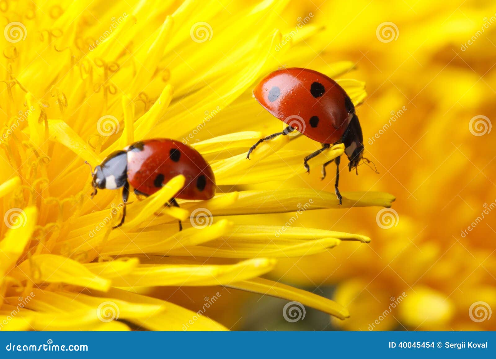Two Ladybugs on the Petals of a Dandelion Stock Photo - Image of animal ...
