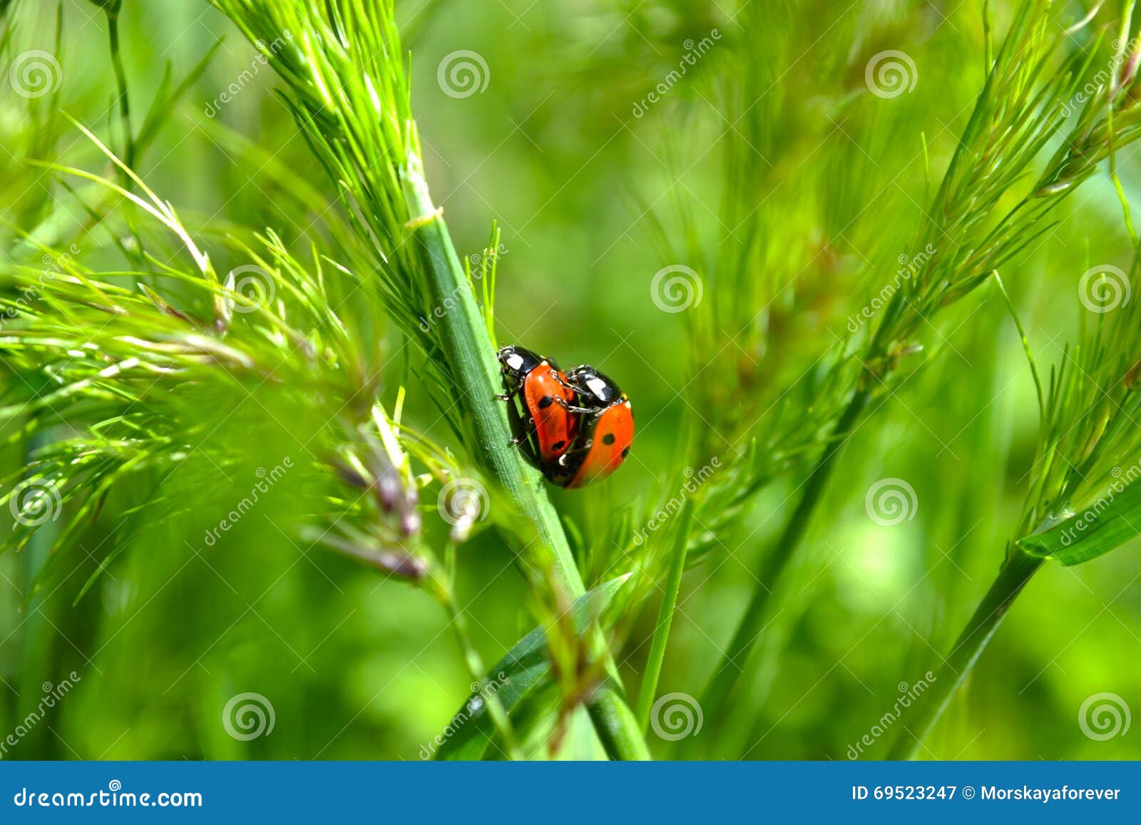 Two ladybugs stock image. Image of springtime, stem, ladybugs - 69523247