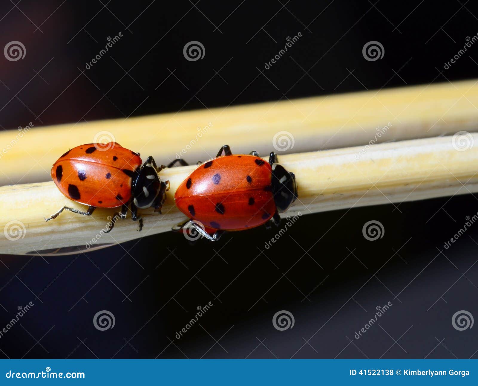 Two ladybugs stock photo. Image of sticks, spotted, macro - 41522138