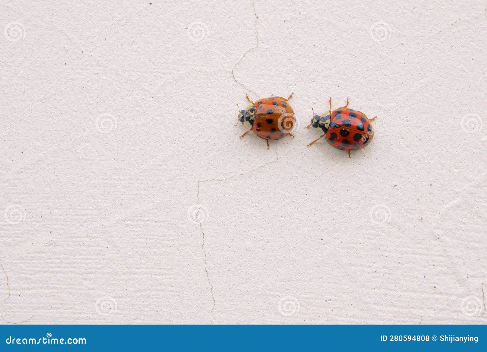 Two ladybugs stock photo. Image of animal, lady, ladybird - 280594808