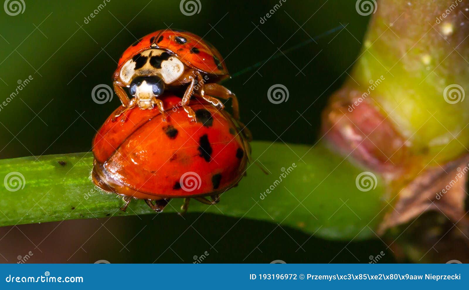 Pair of Ladybugs Copulate on the Stem Stock Photo - Image of green ...