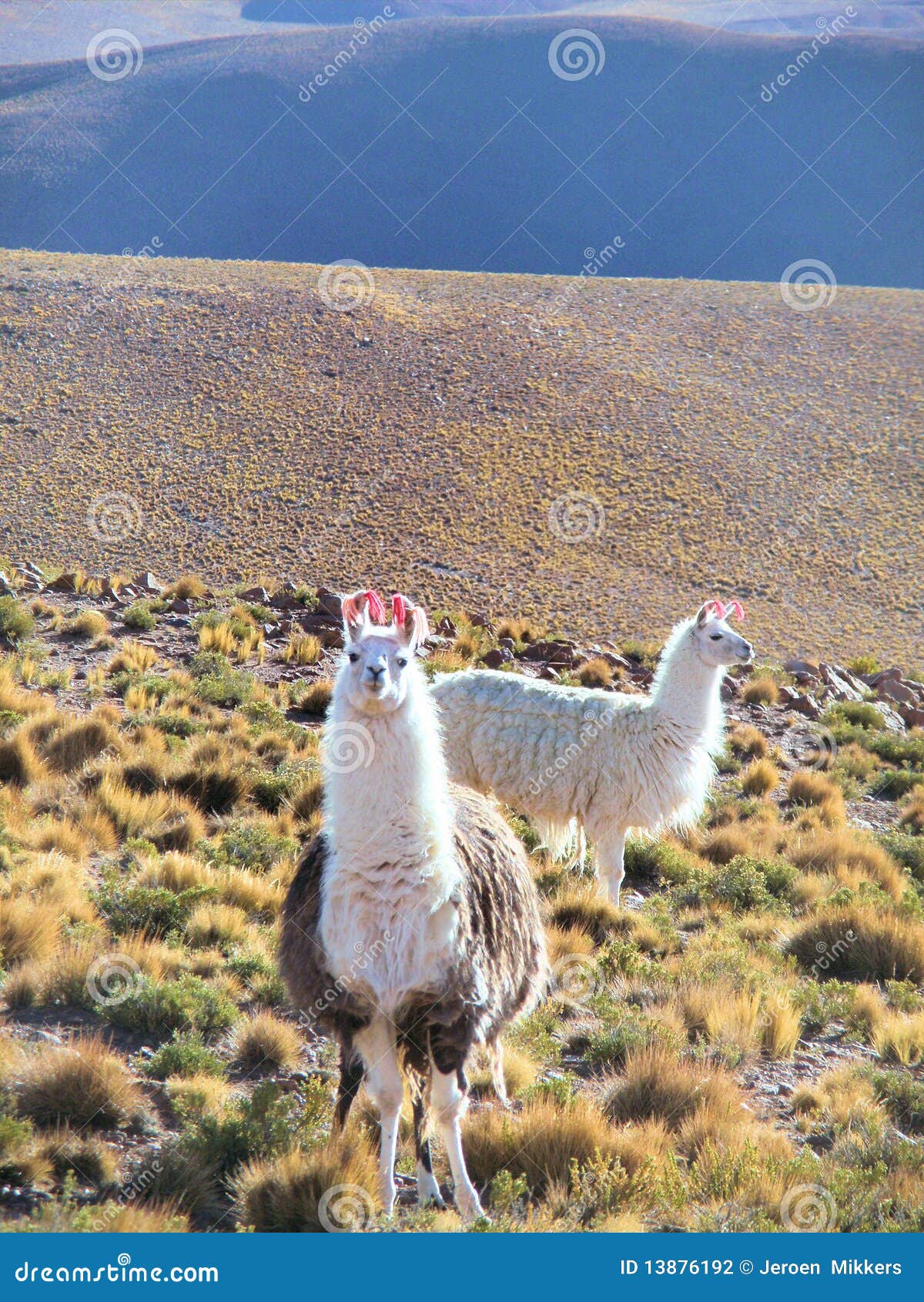 Two lamas on the Altiplano stock photo. Image of bolivia - 13876192