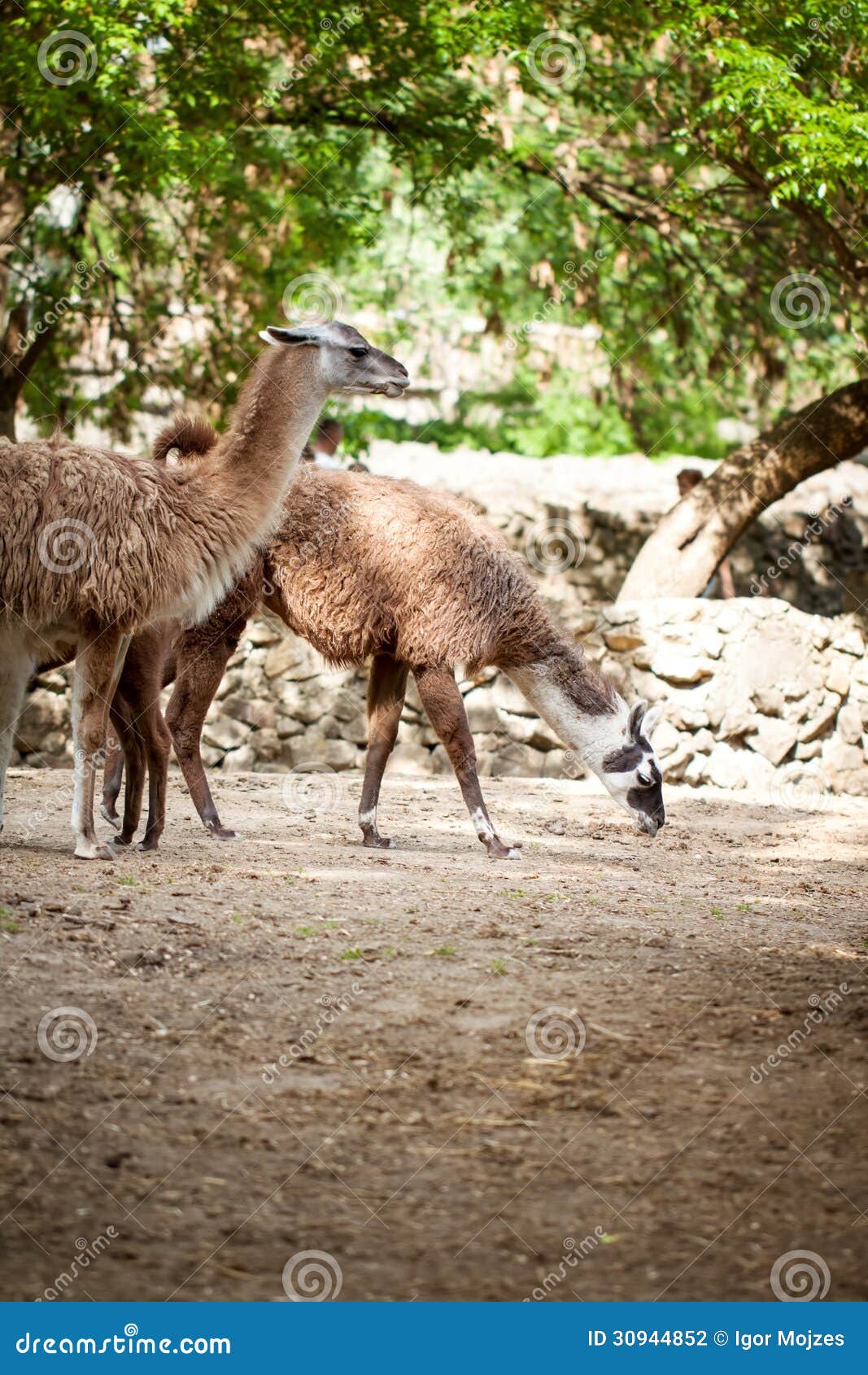 Two lamas stock photo. Image of adorable, family, natural - 30944852