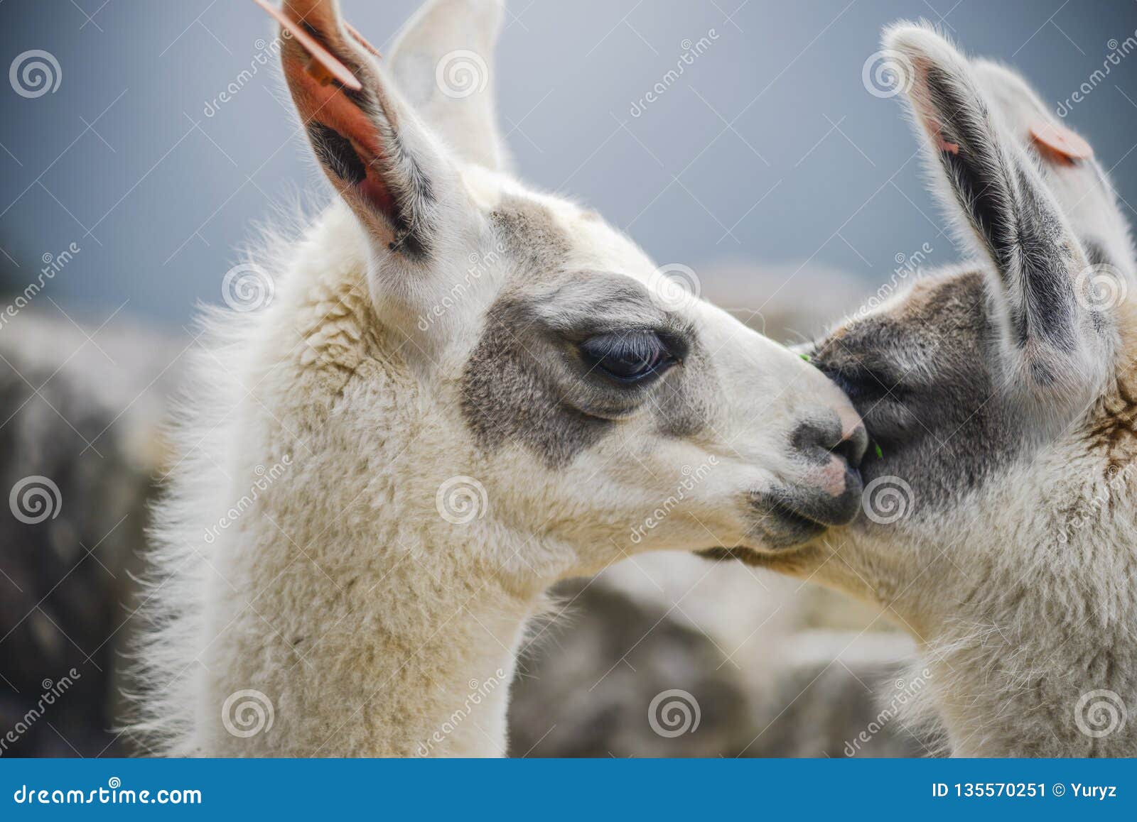Two lamas together stock image. Image of ears, peru - 135570251