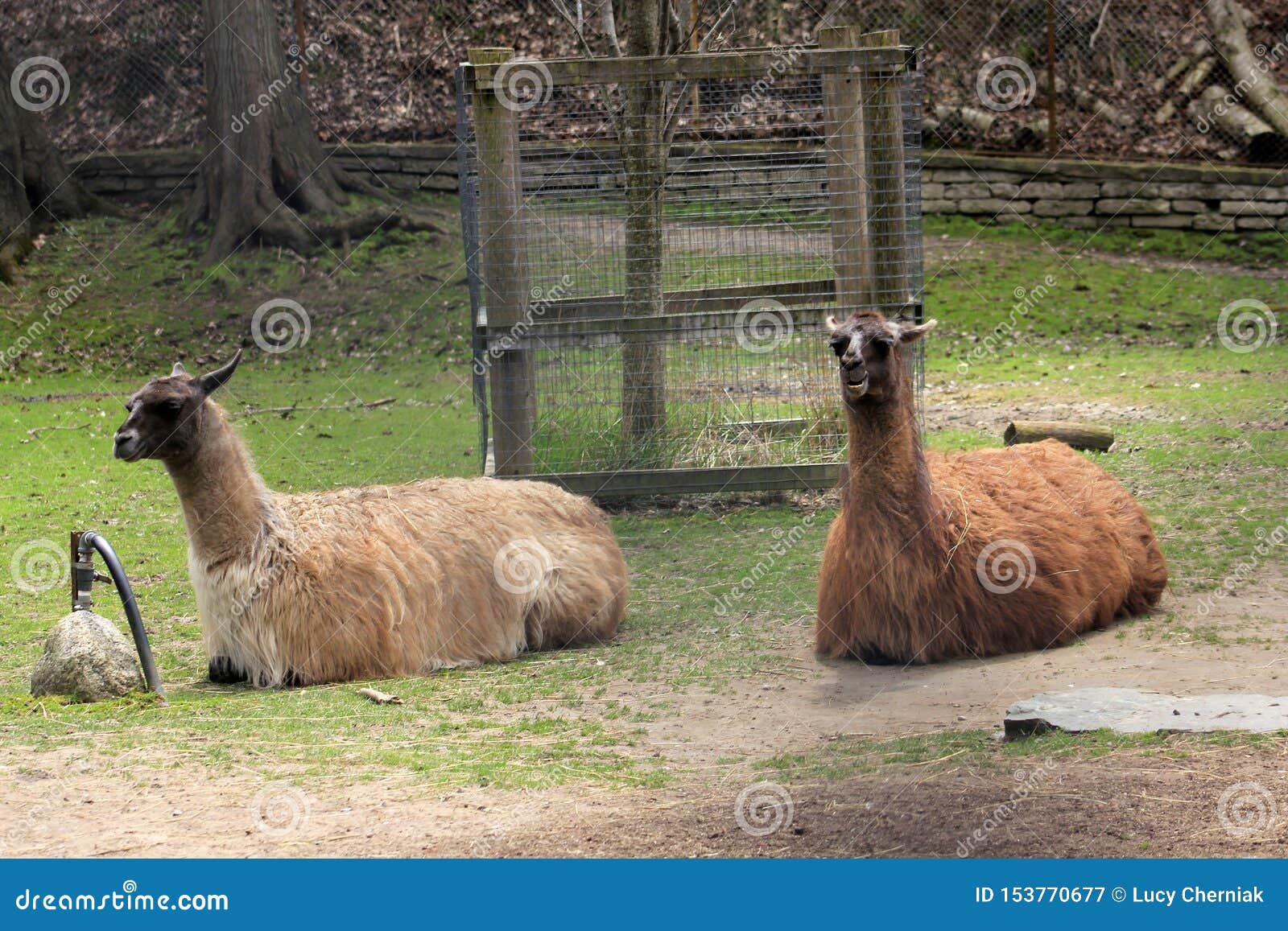 Two Lamas stock image. Image of fence, grass, wildlife - 153770677