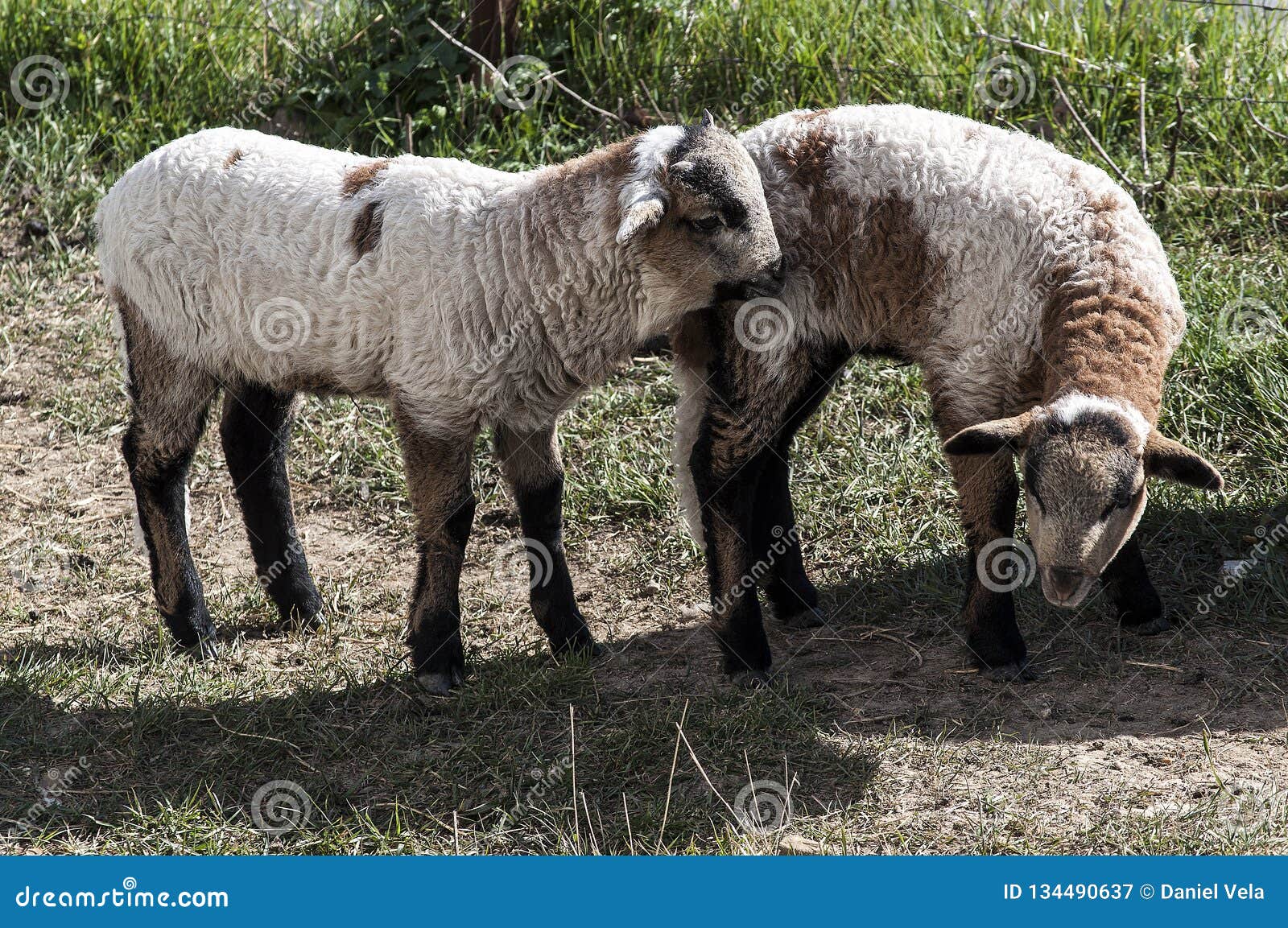 Two lamb on the land stock image. Image of innocent - 134490637
