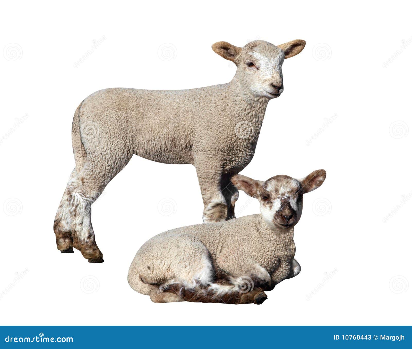 Two Lambs stock image. Image of isolated, looking, woolly - 10760443