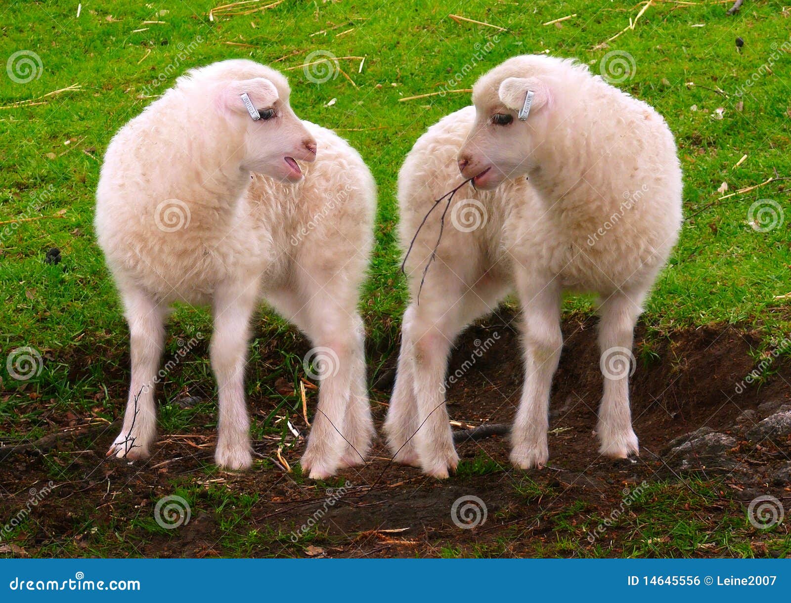 Two lambs stock photo. Image of wool, lamb, cute, couple - 14645556