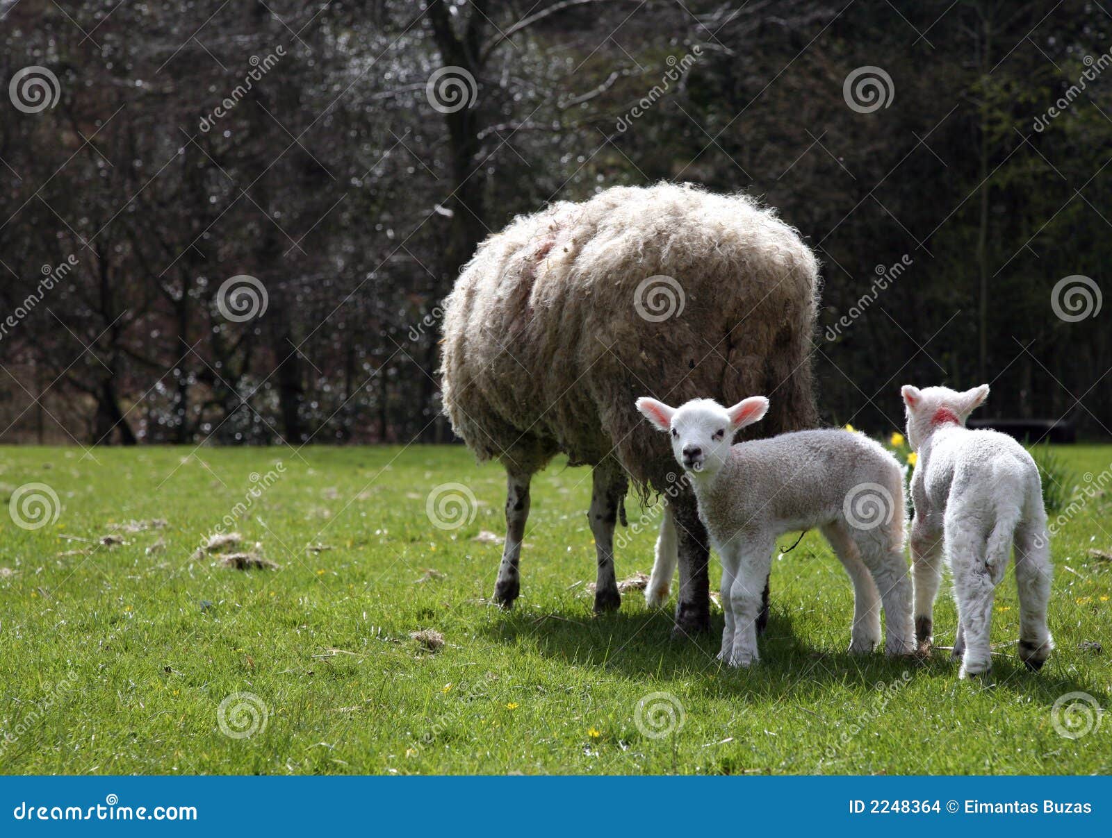 Two Lambs stock photo. Image of mammal, farming, meadow - 2248364