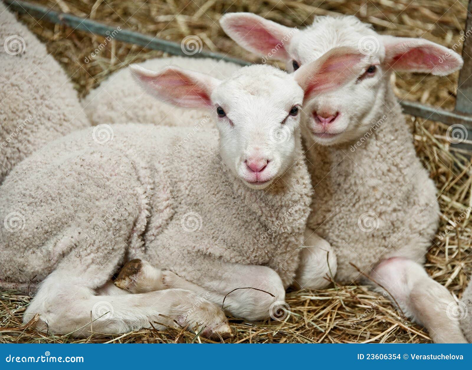 Two lambs stock photo. Image of farming, happiness, innocent - 23606354