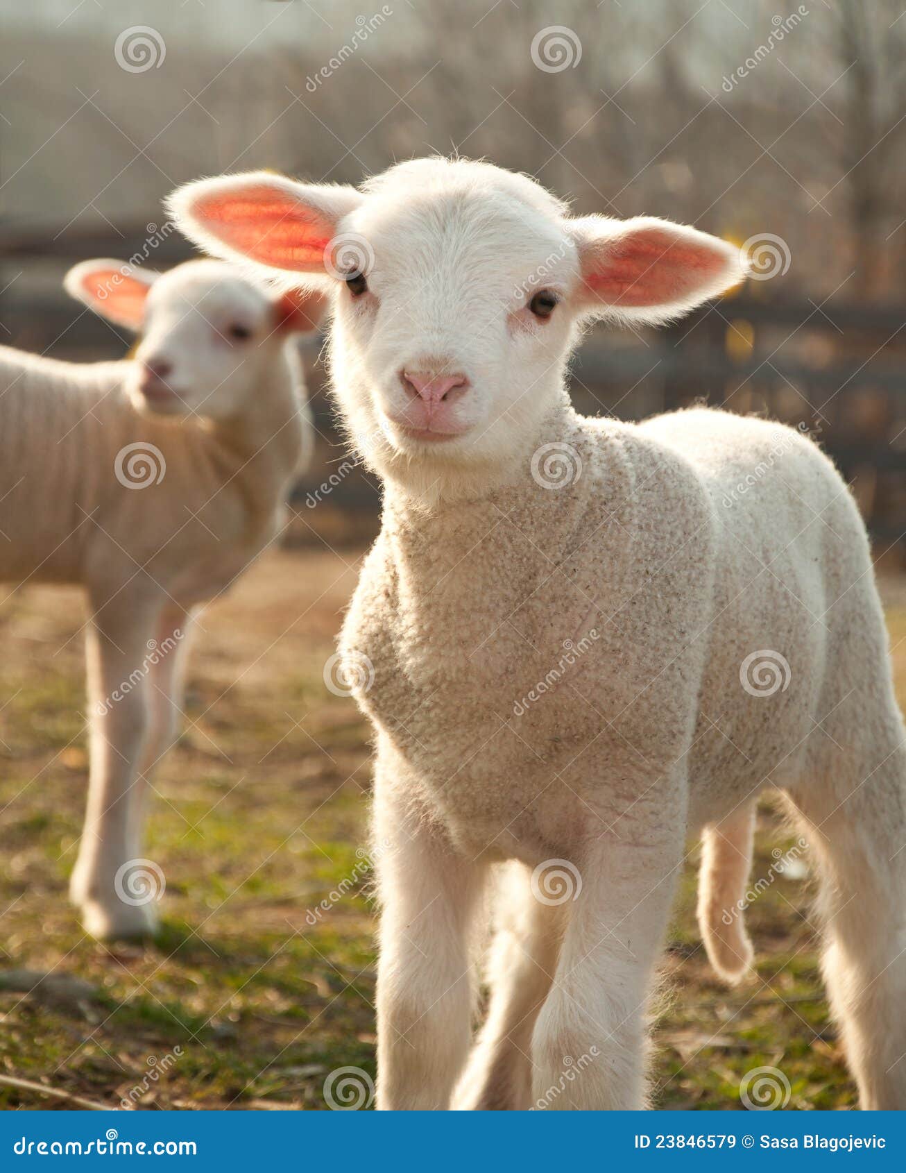 Two lambs stock image. Image of born, industry, playing - 23846579