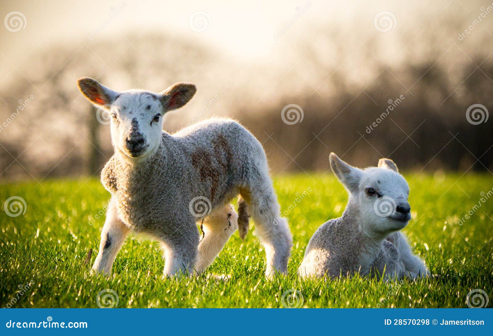 Two Lambs stock photo. Image of season, north, lambs - 28570298