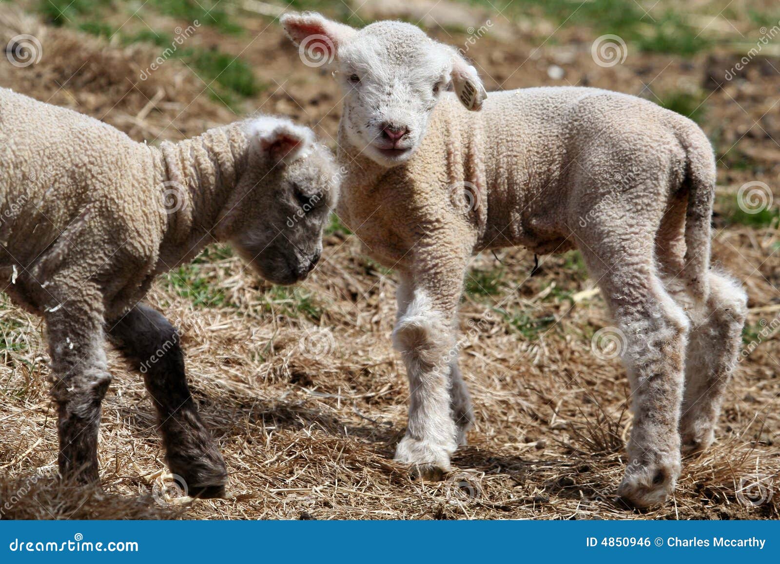 Two lambs stock photo. Image of mammals, wildlife, stood - 4850946