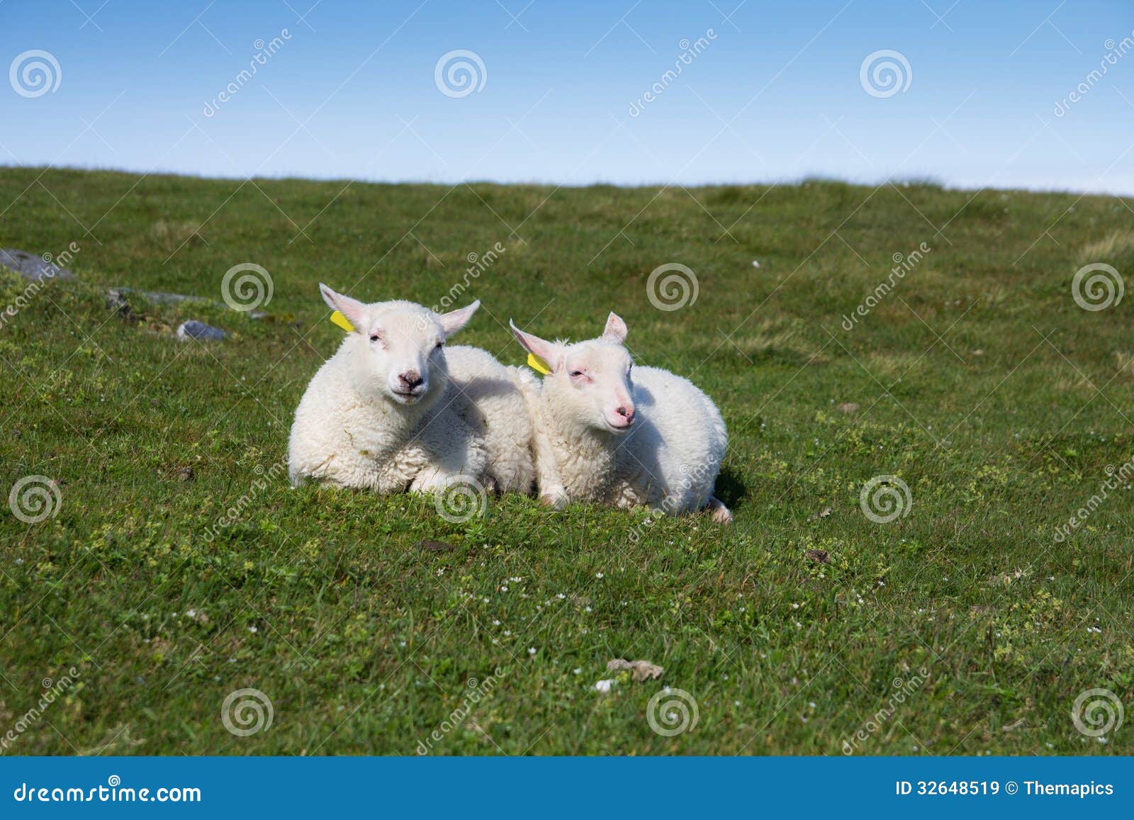 Two lambs stock image. Image of natural, norwegian, agriculture - 32648519