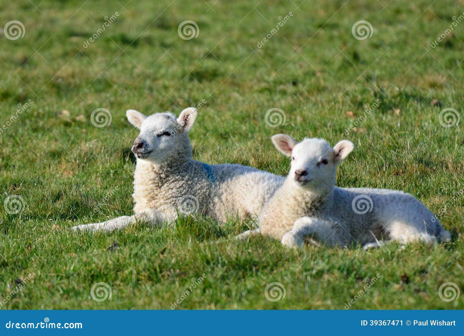 Two Lambs in field stock image. Image of animal, twins - 39367471