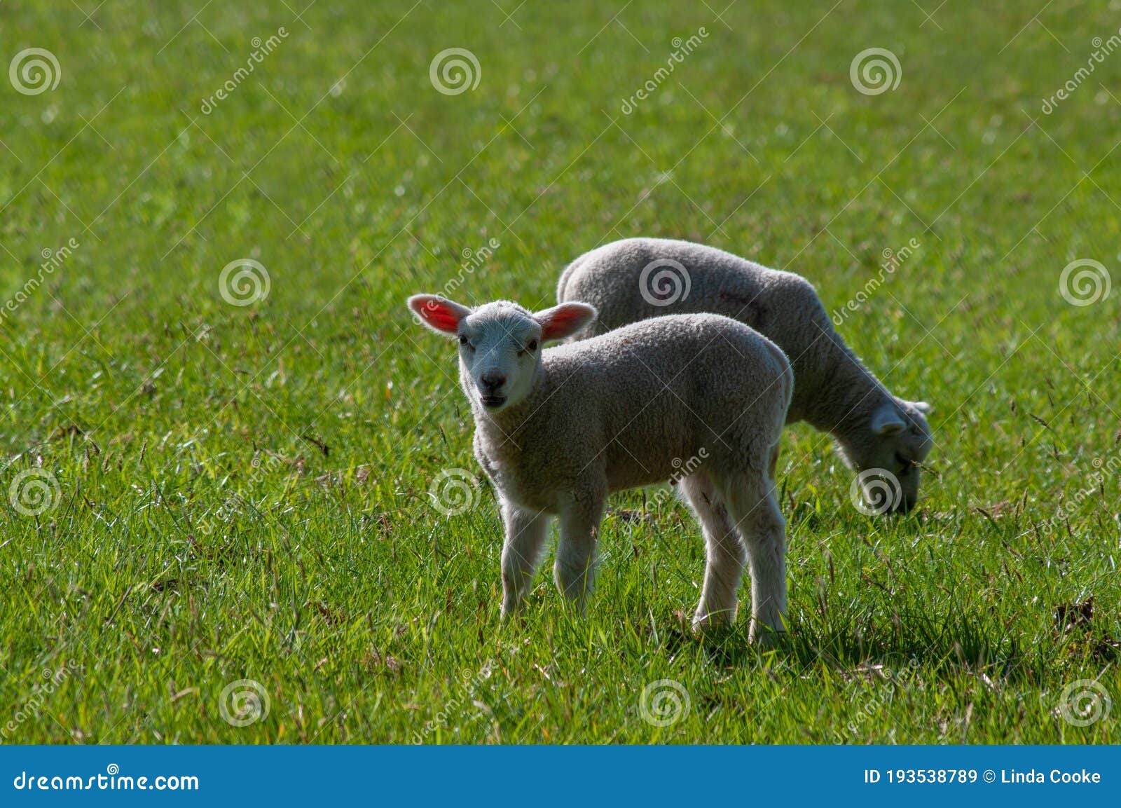 Two Lambs in Field, One Facing Stock Image - Image of focus, seasons ...