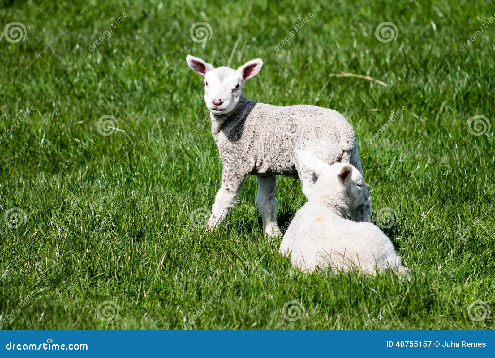 Two Lambs stock image. Image of juvenile, cattle, lamb - 40755157