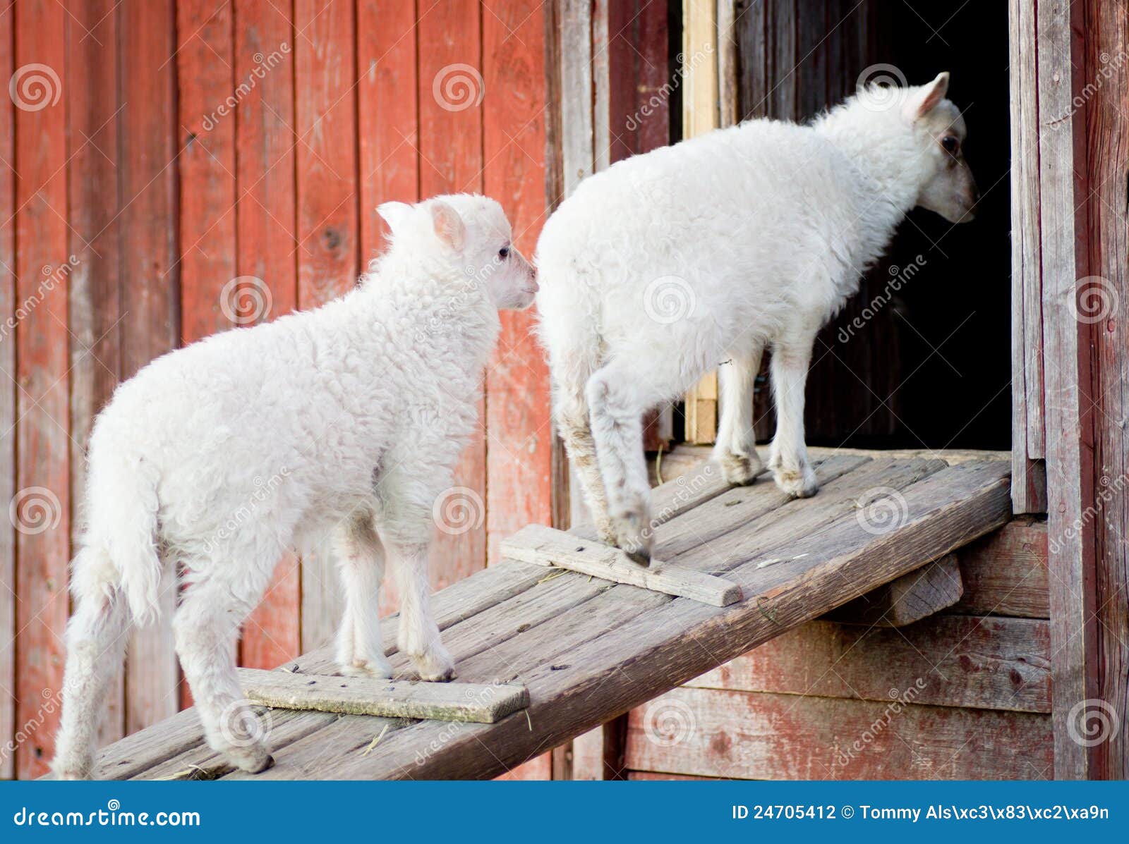 Two lambs going inside stock photo. Image of curious - 24705412