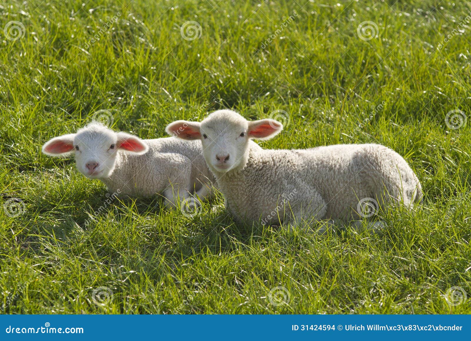 Two lambs in the grass stock photo. Image of curious - 31424594