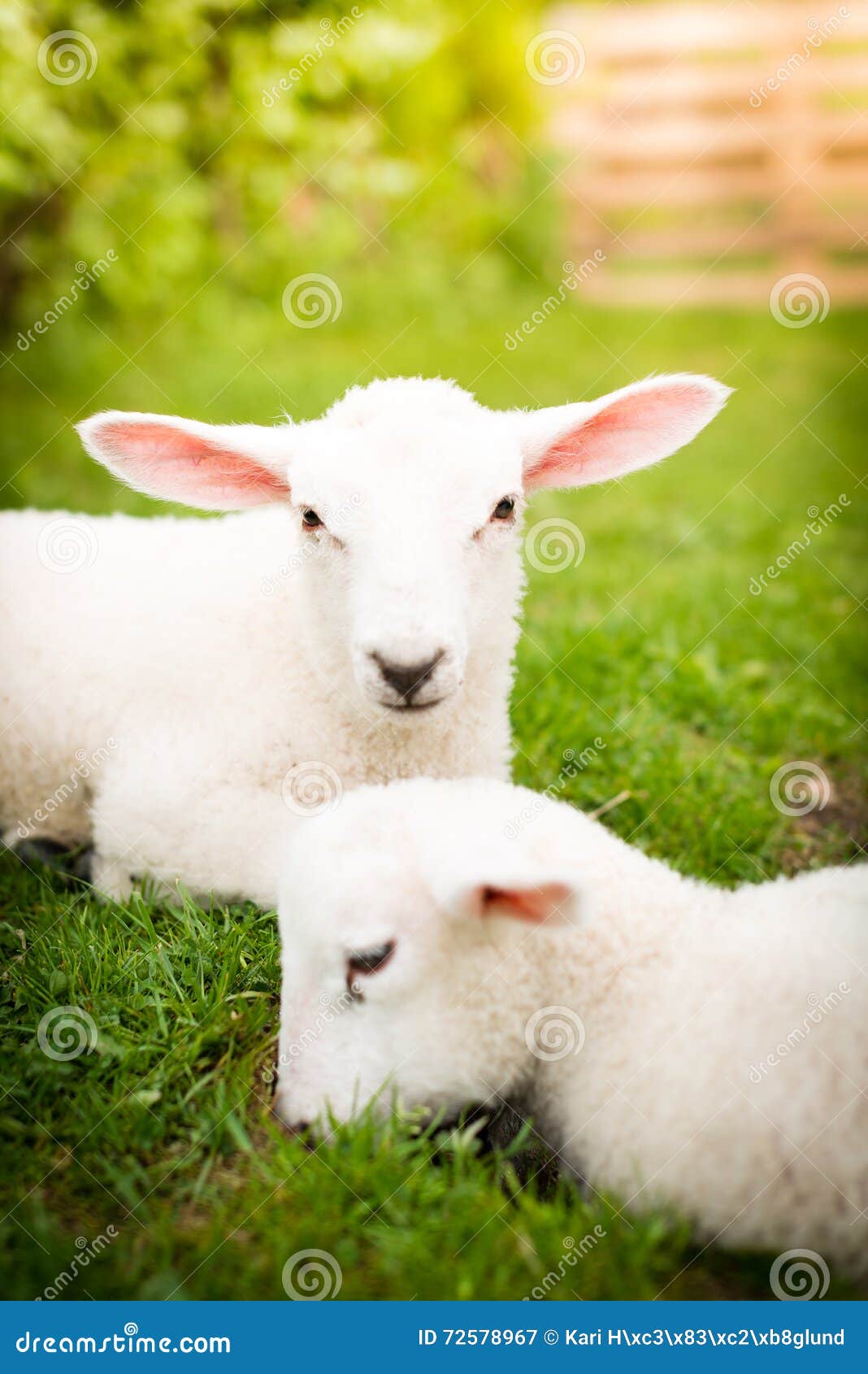 Two lambs on the grass stock image. Image of innocent - 72578967