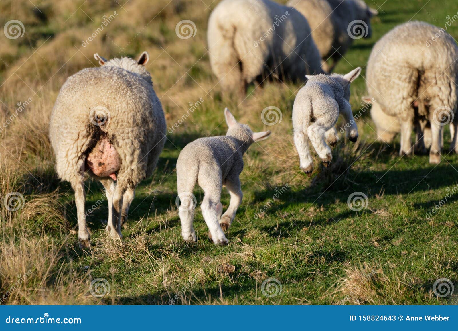 Spring Lambs Jumping for Joy Stock Image - Image of flock, lambs: 158824643