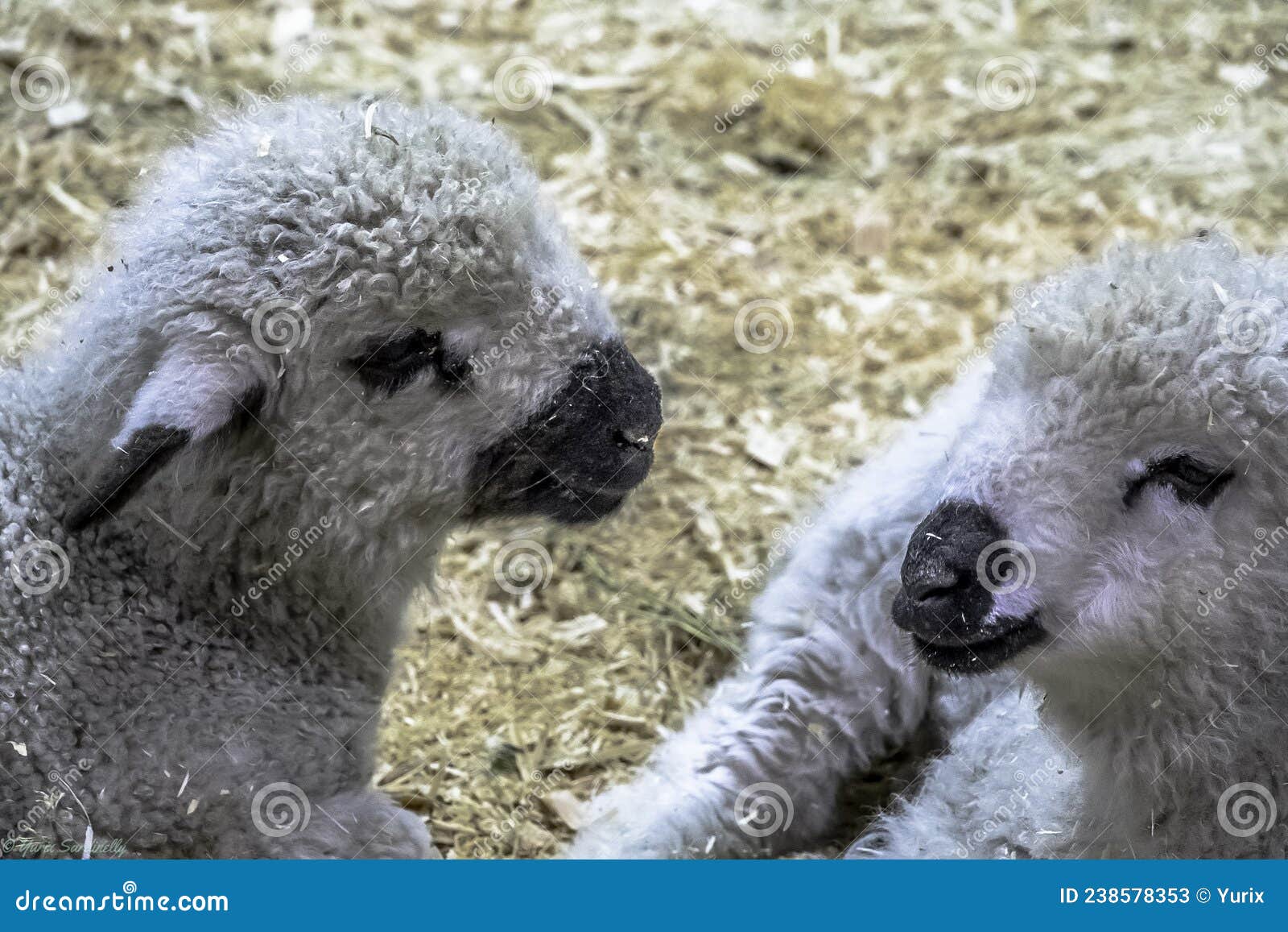 Two Lambs Looking at Each Other Stock Image - Image of ground, sheep ...