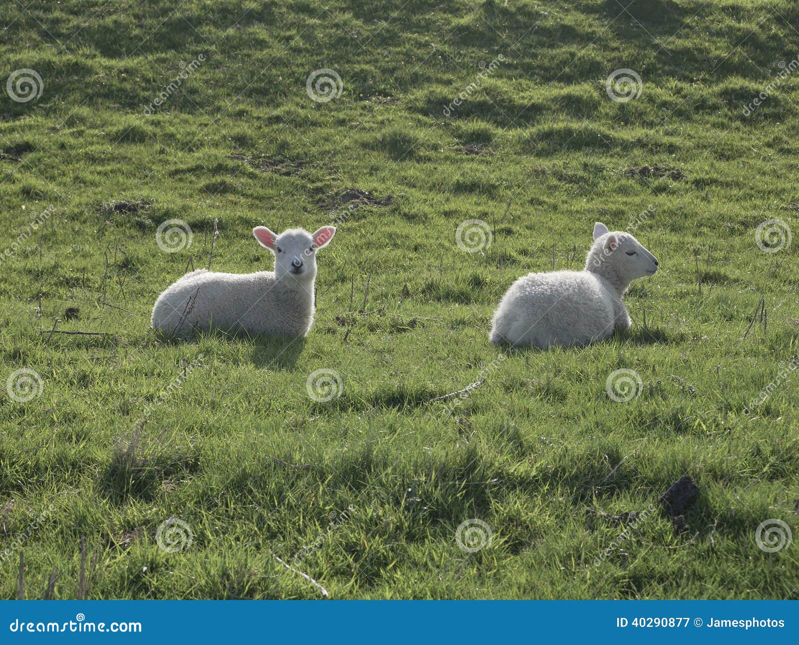 Two Lambs Lying in Sunlight Stock Image - Image of group, lying: 40290877
