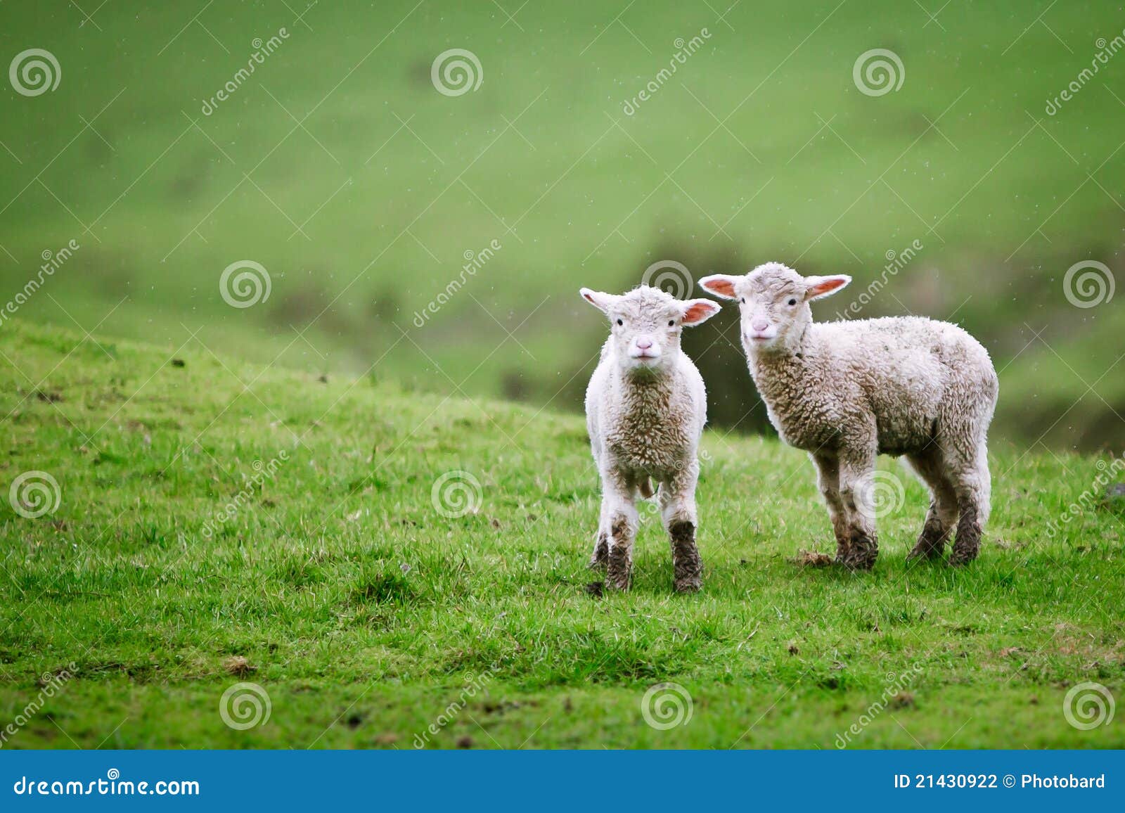 Two lambs on the meadow. stock photo. Image of playful - 21430922
